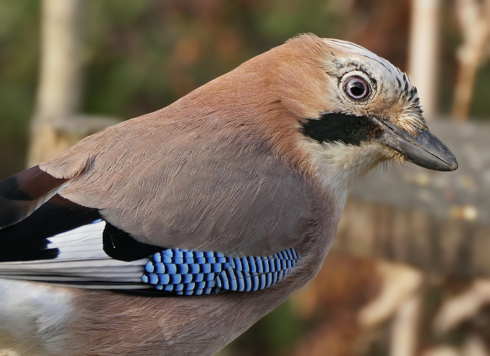 Geai des chênes (Garrulus glandarius ) - le jardin des oiseaux
