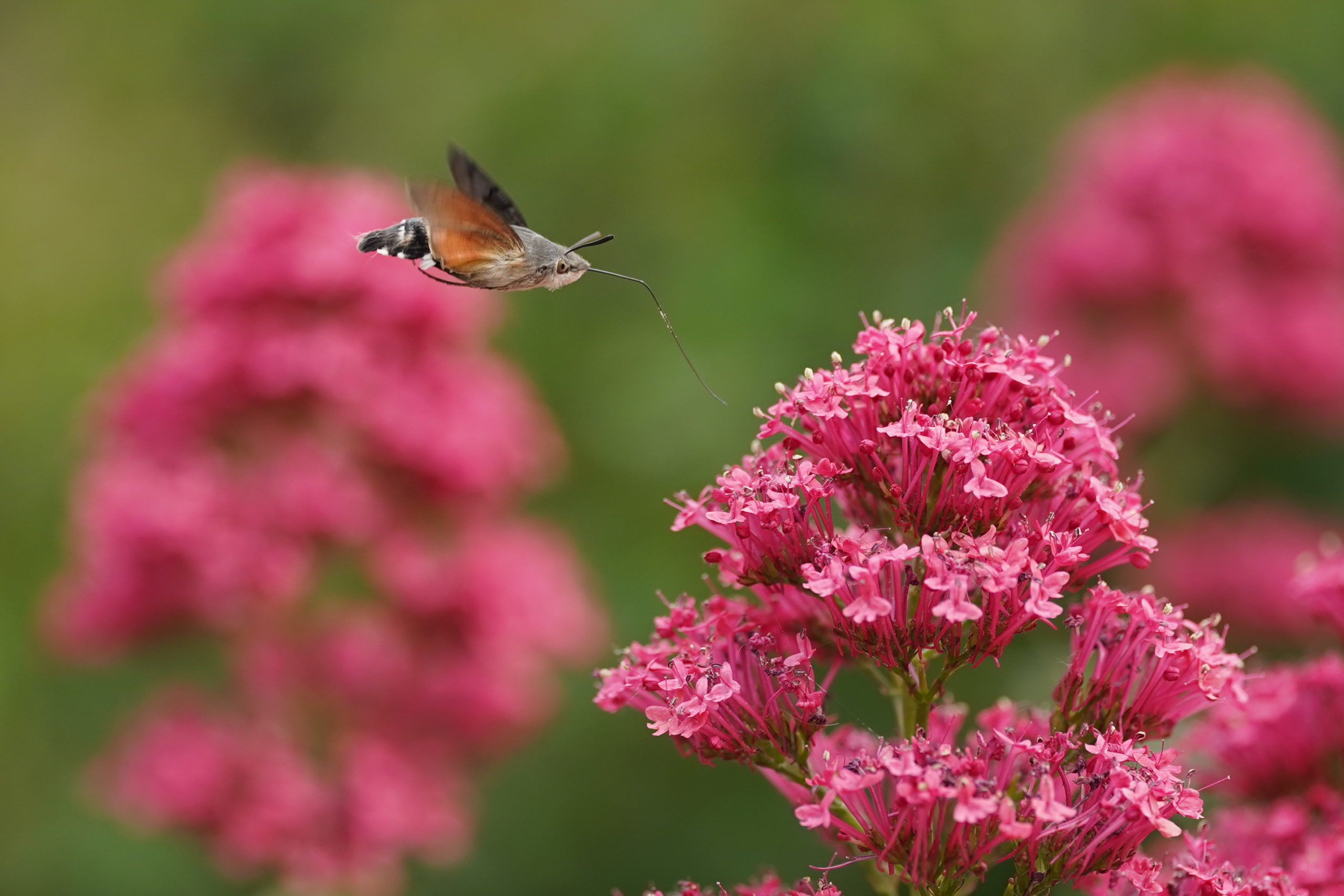 Moro sphinx (Macroglossum stellatarum) 23 mai 2022 - le jardin des oiseaux