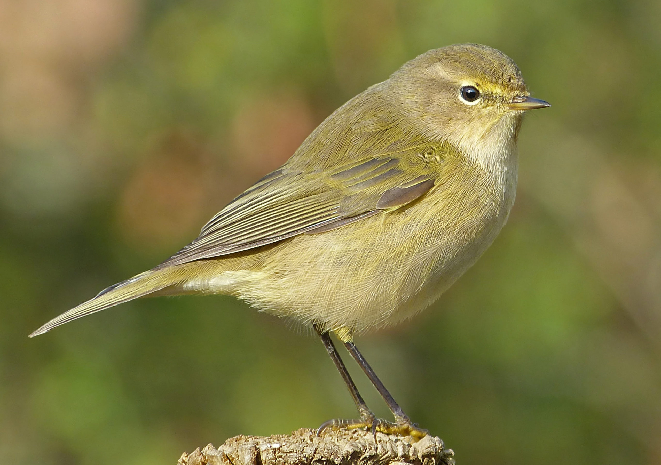 Pouillot véloce (Phylloscopus collybita) 15/11/2020 - le jardin des oiseaux