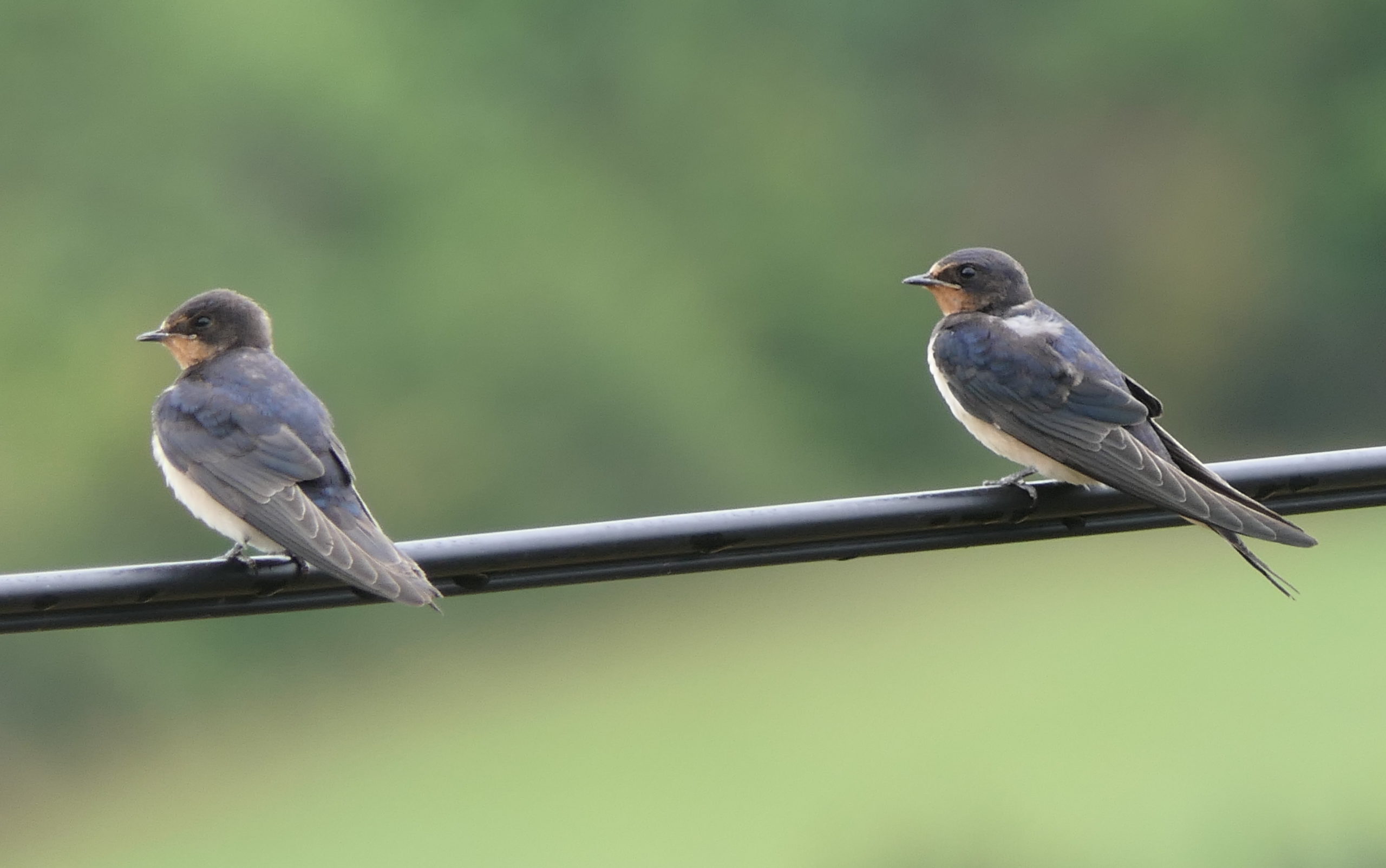 Hirondelle rustique (Hirundo rustica) - le jardin des oiseaux