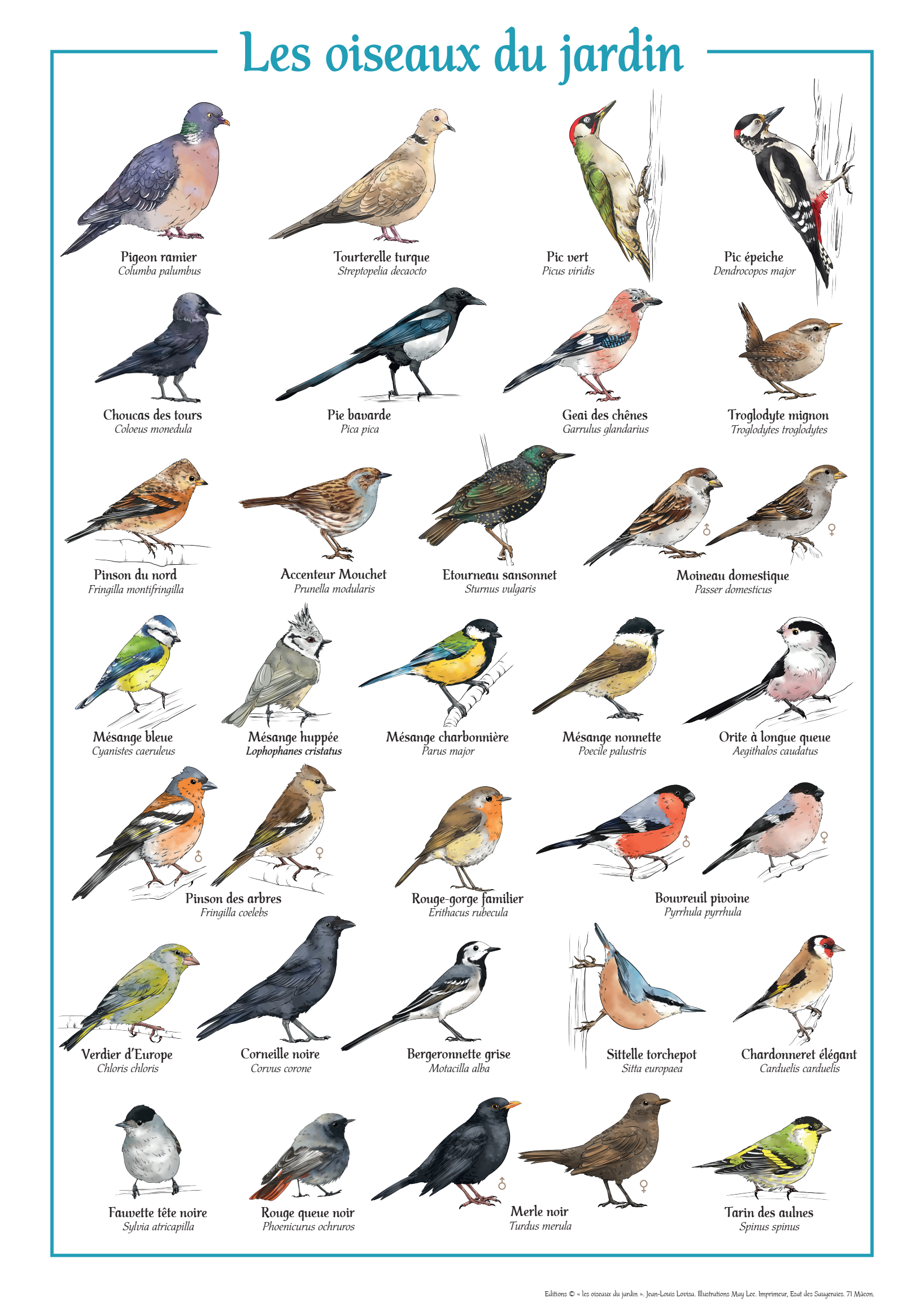 Affiche d'identification "les oiseaux du jardin" - le jardin des oiseaux
