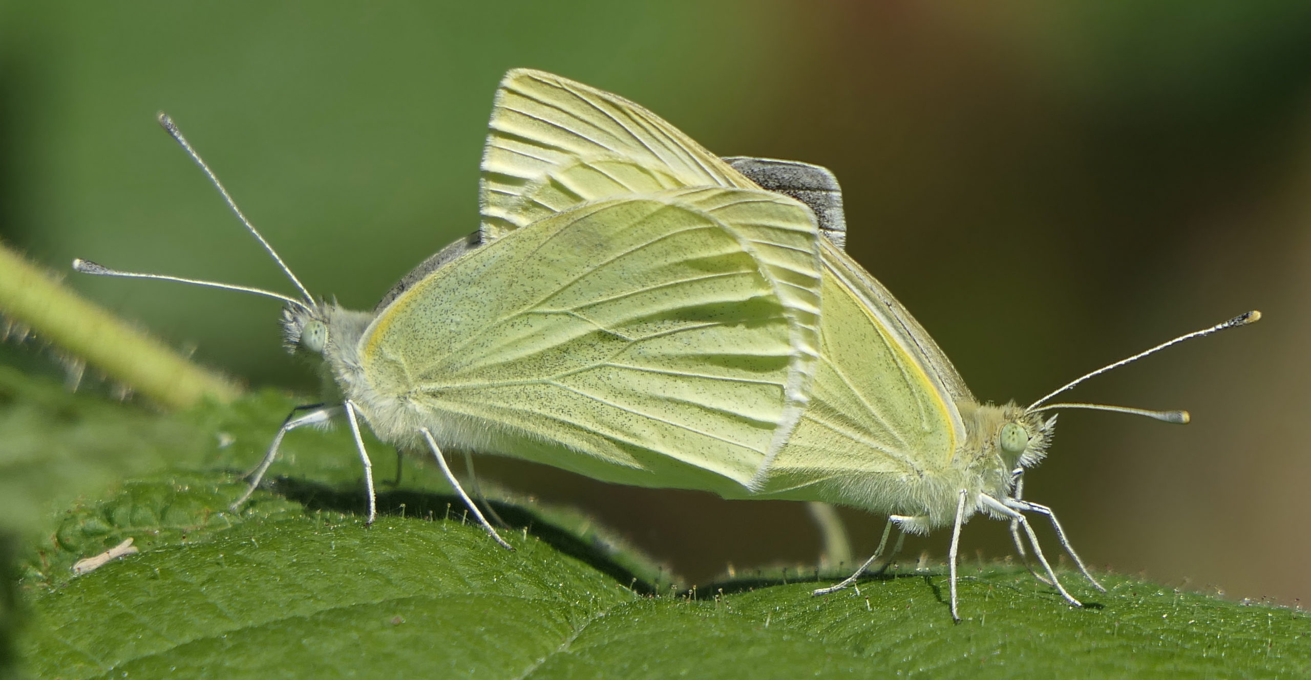 Quelques étapes essentielles à la perpétuation de l’espèce chez le ...