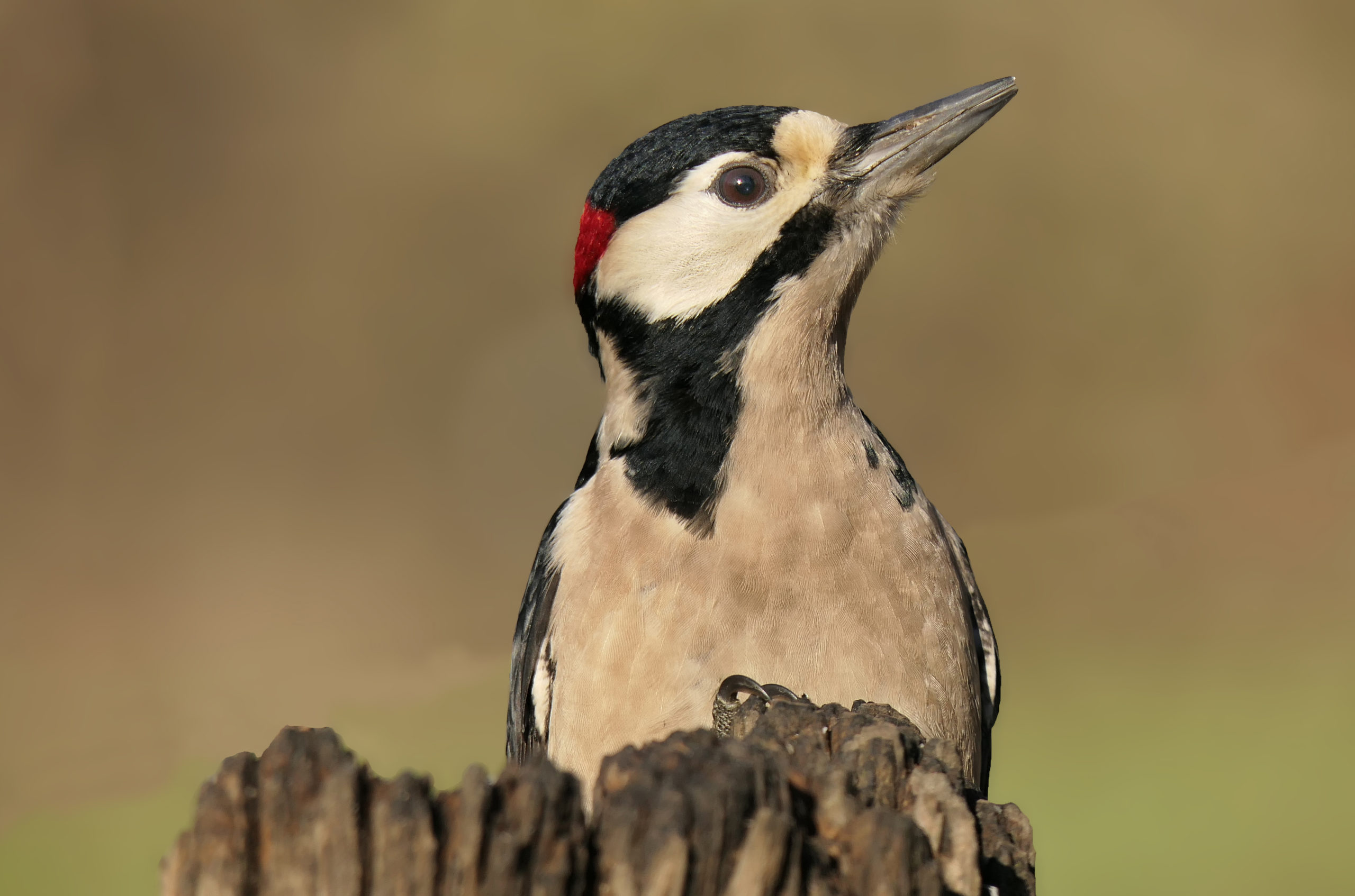Pic épeiche (Dendrocopos major - Great Spotted Woodpecker). - le jardin ...