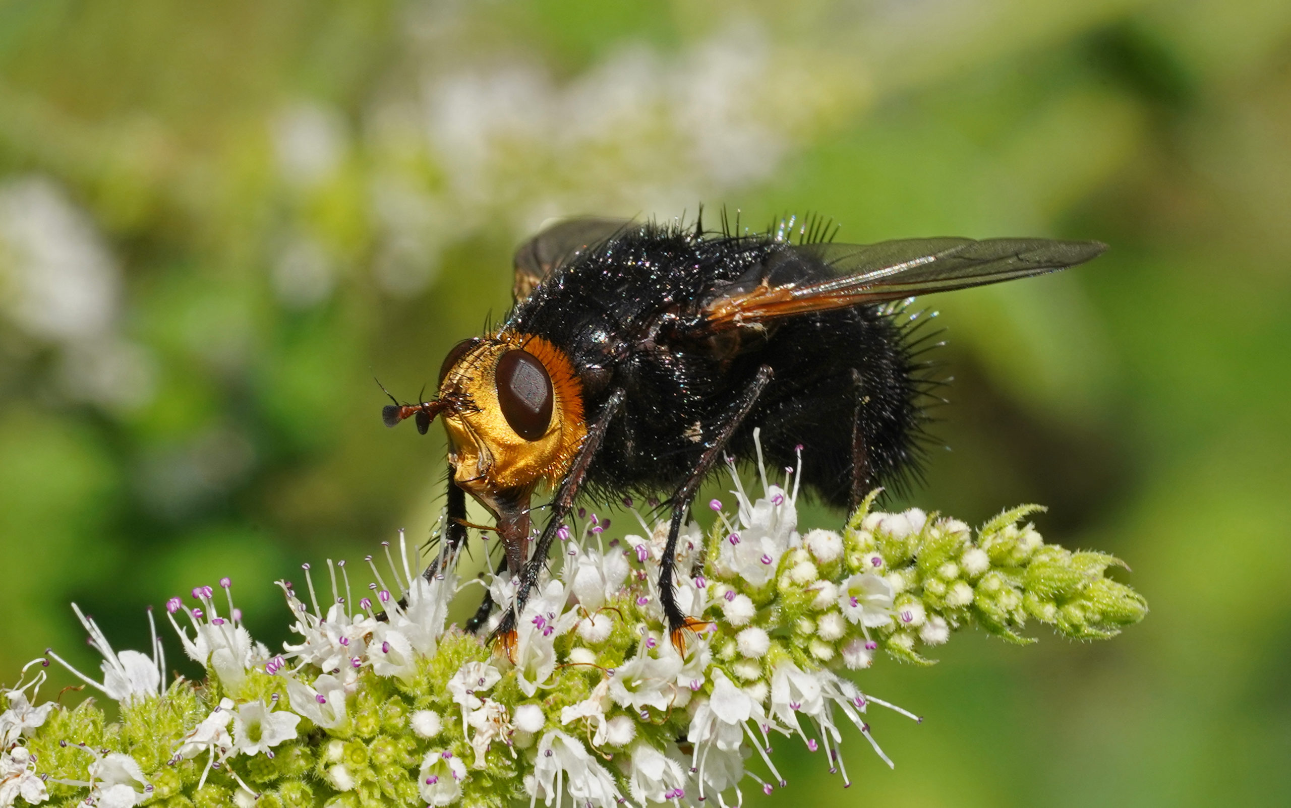 Tachina grossa ou échinomyie grosse - le jardin des oiseaux