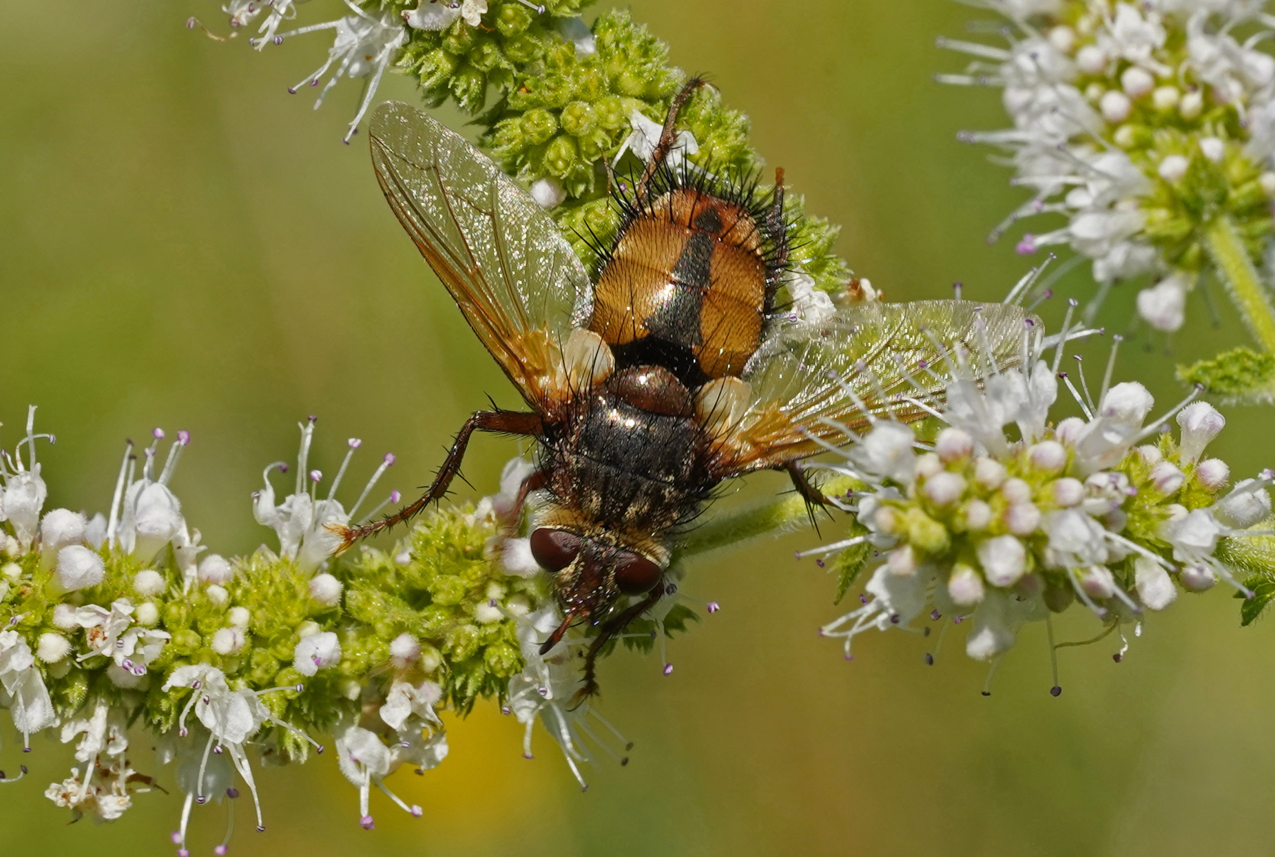 Tachina fera ou la tachinaire sauvage - le jardin des oiseaux