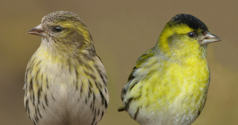 Dimorphisme sexuel - le jardin des oiseaux