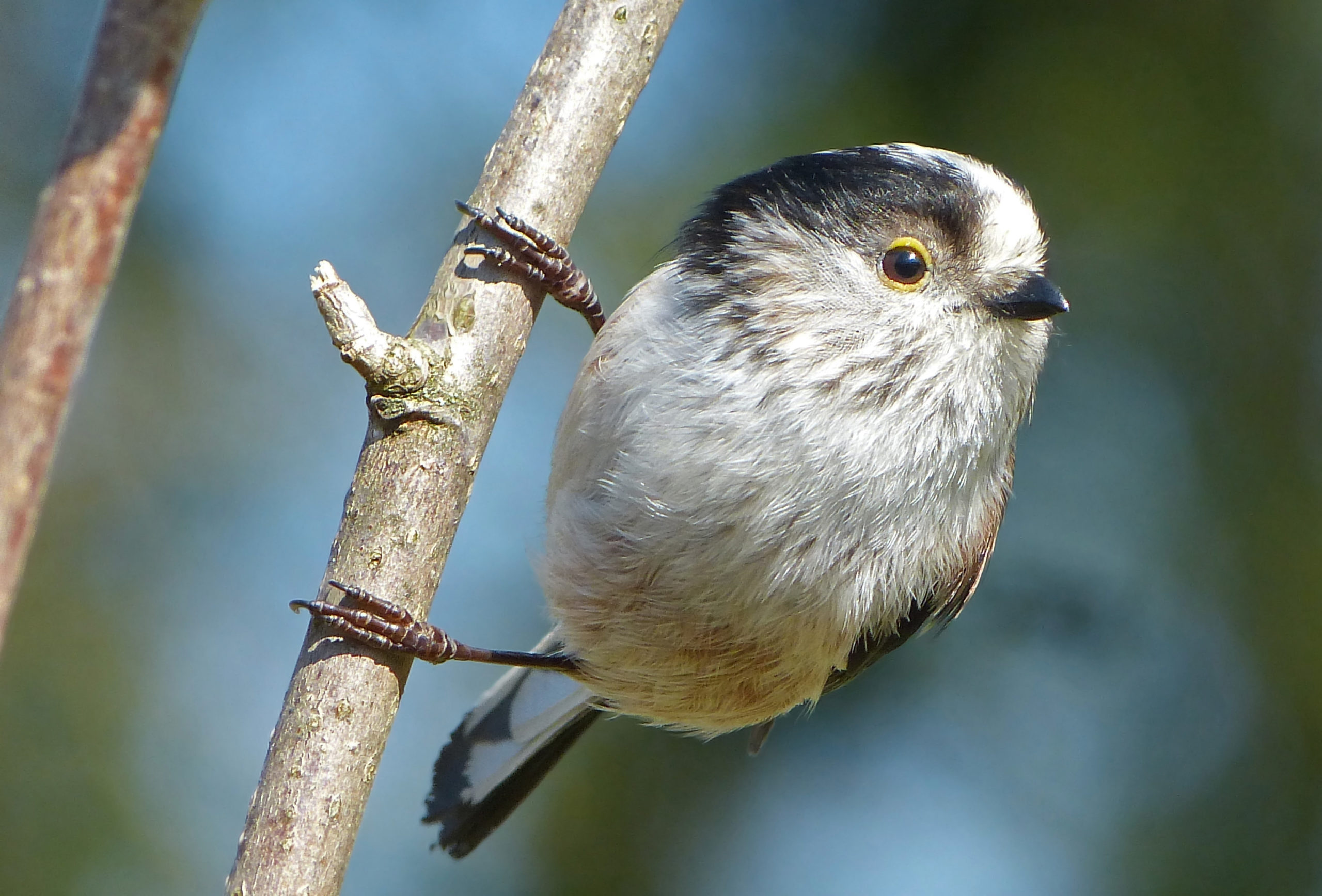 Orite à longue queue (Aegithalos caudatus) anciennement Mésange à ...