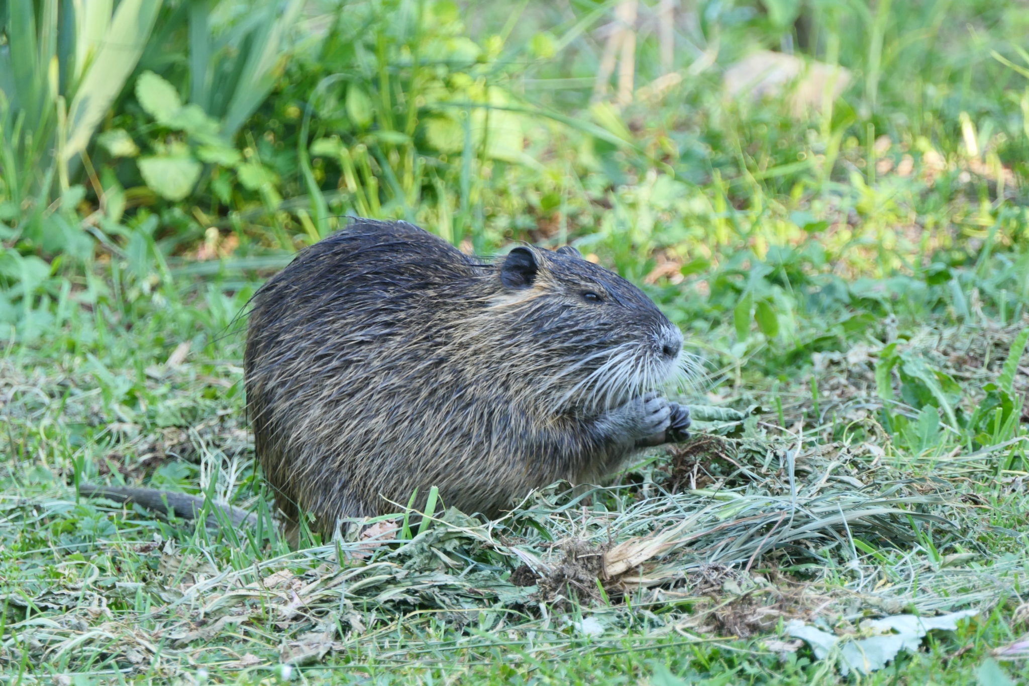 Jim le ragondin (Myocastor Coypus) - le jardin des oiseaux