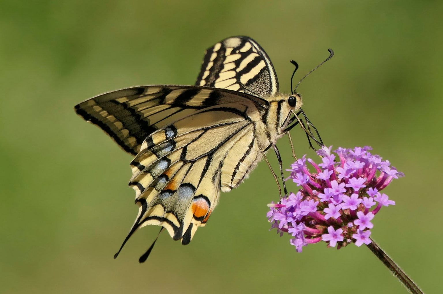 Machaon (Papilio machaon) ou grand porte-queue sur une verveine de ...