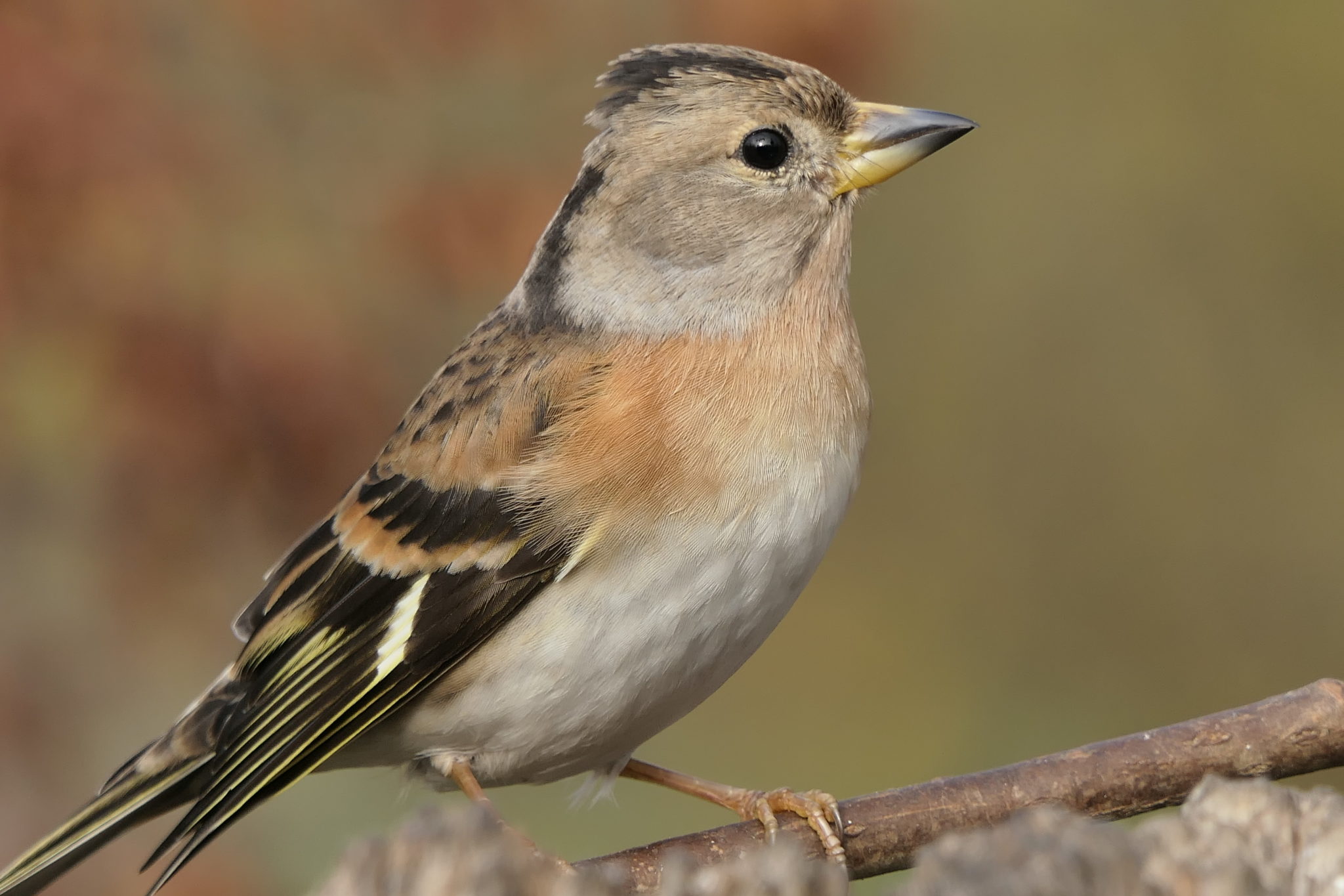 Pinson du nord (fringilla montifringilla) - le jardin des oiseaux