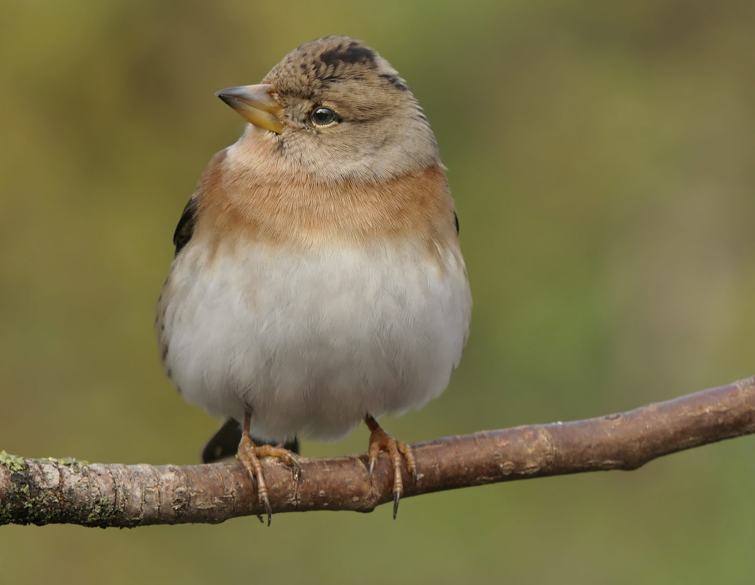 Pinson du nord (fringilla montifringilla) - le jardin des oiseaux