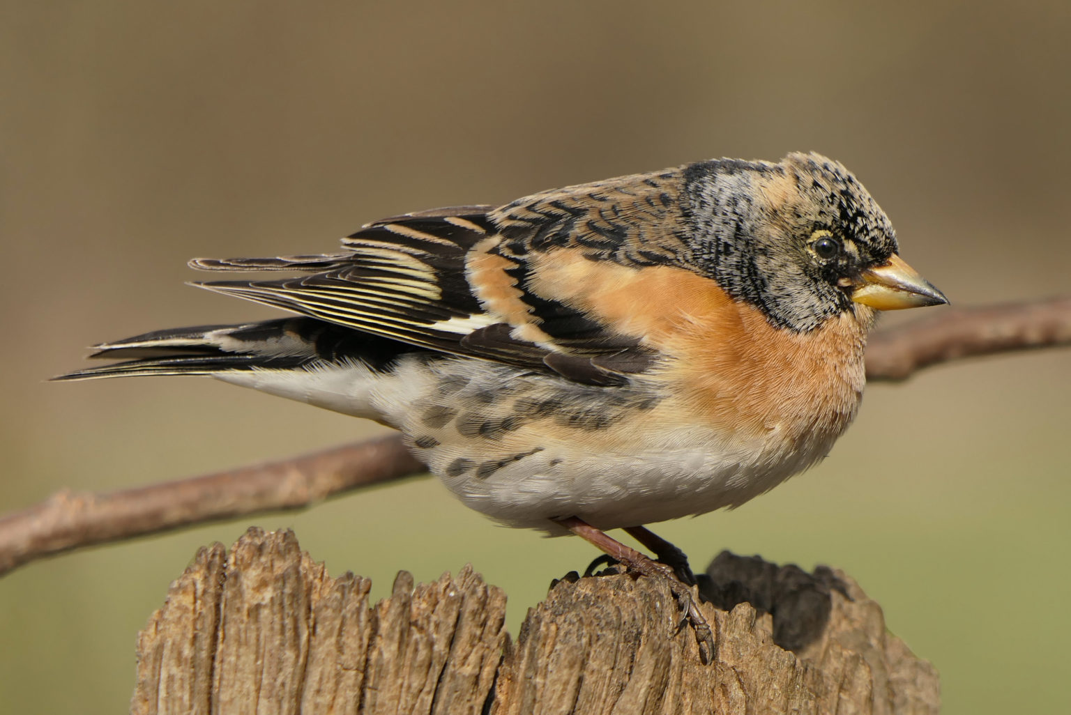 Pinson du nord (fringilla montifringilla) - le jardin des oiseaux