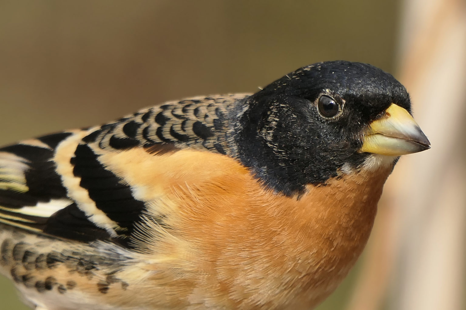 Pinson du nord (fringilla montifringilla) - le jardin des oiseaux