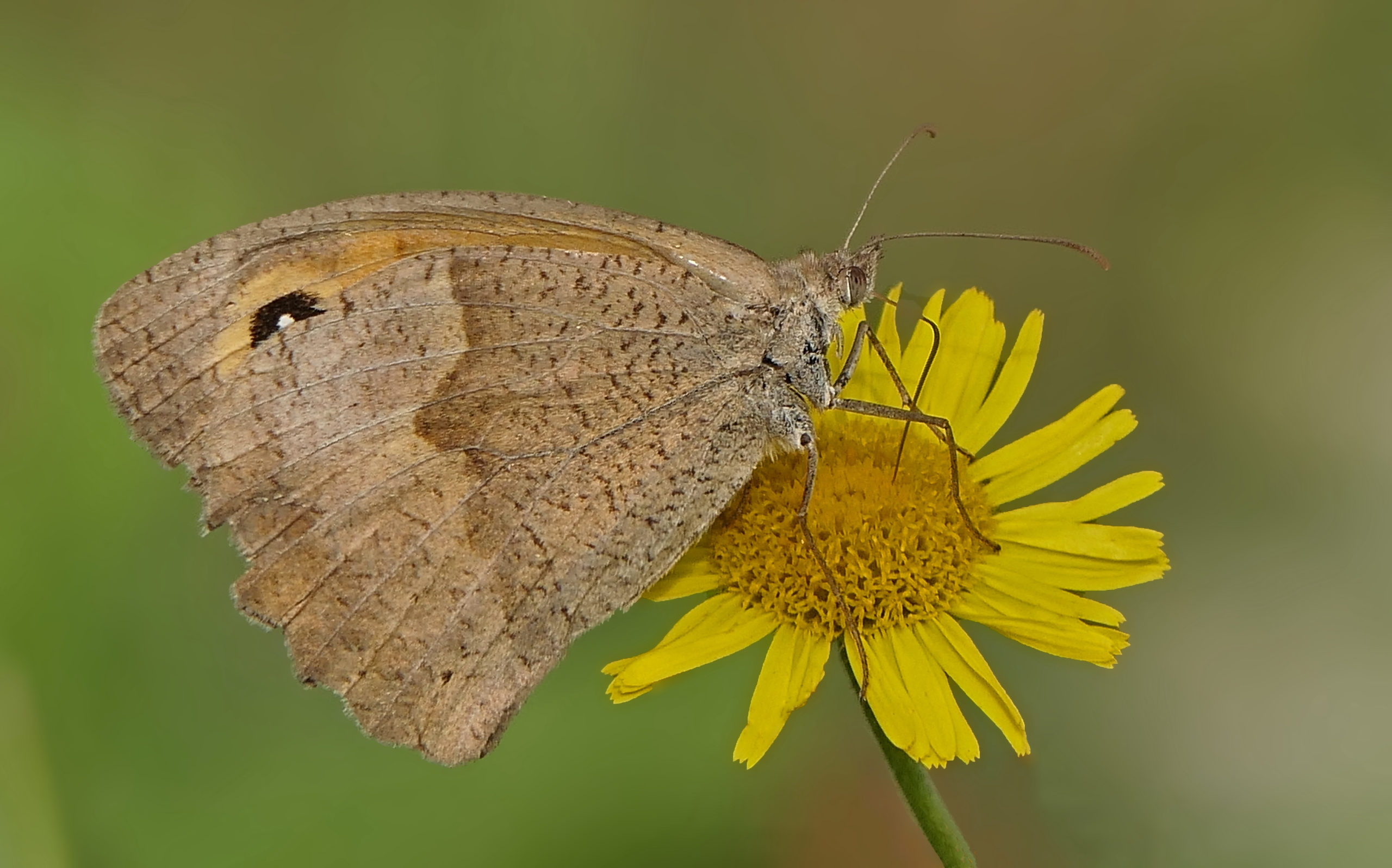 Le Myrtil (Maniola jurtina) - le jardin des oiseaux