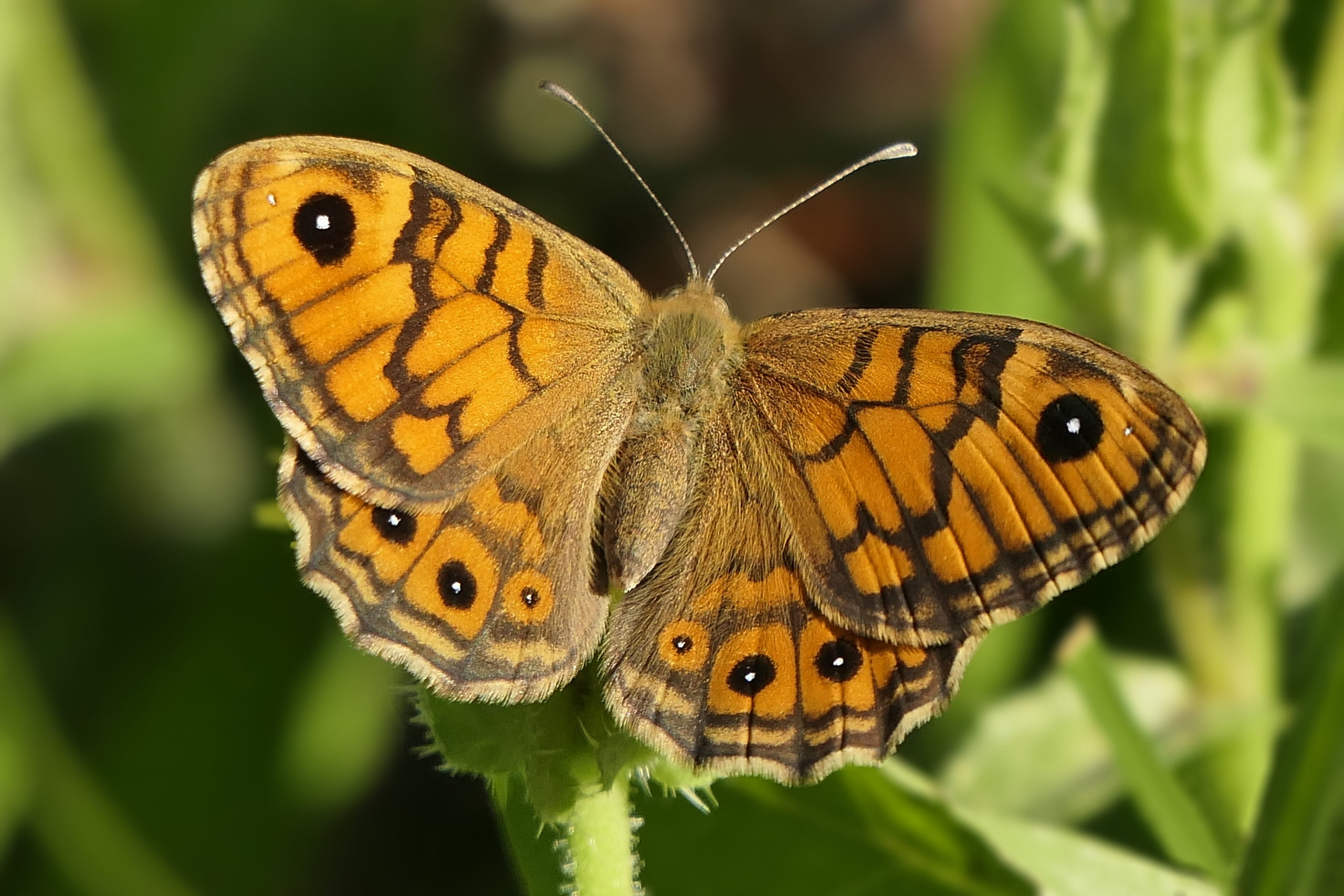 Lasiommata megera (Satyre ou Mégère) - le jardin des oiseaux