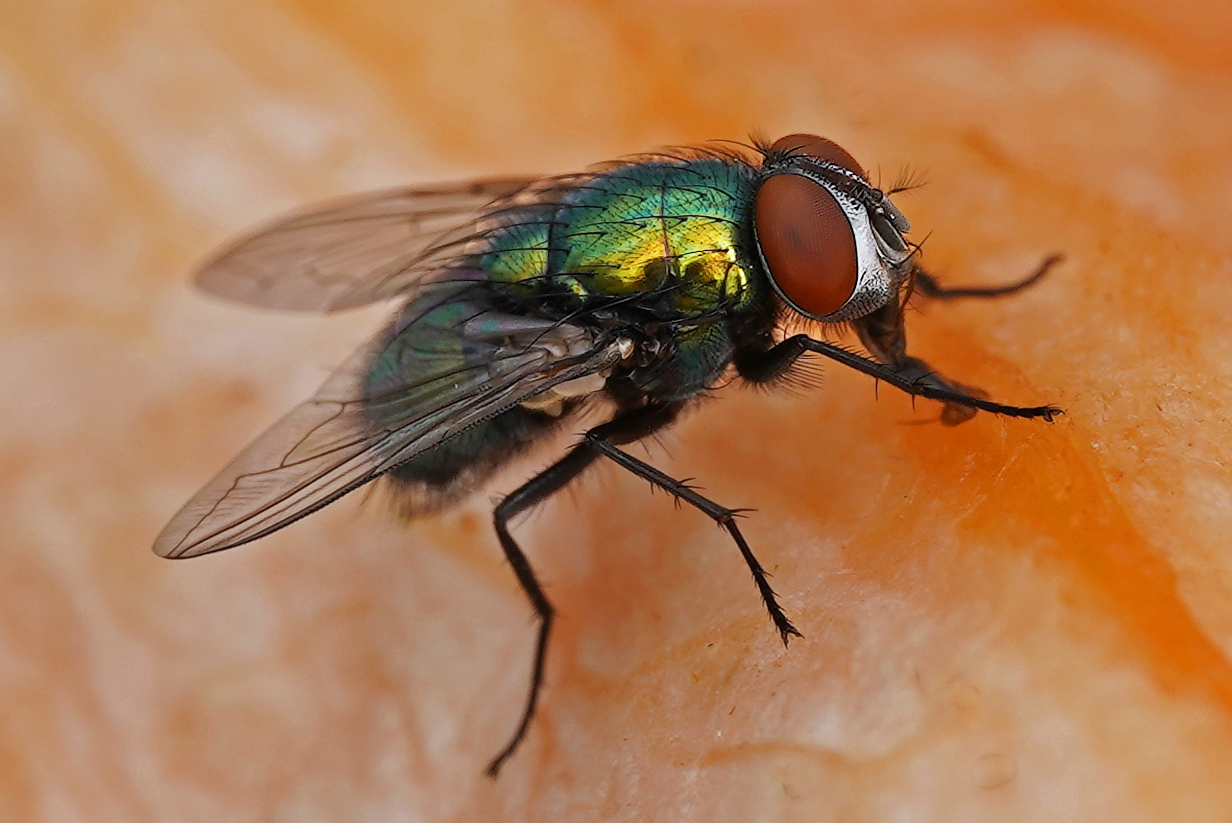 Mouche verte (lucilia sericata ou lucilie soyeuse ) - le jardin des oiseaux