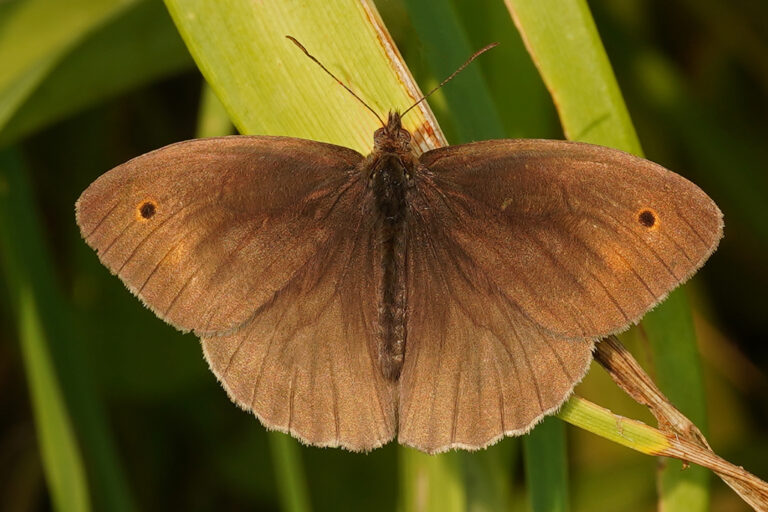 Le Myrtil (Maniola jurtina) - le jardin des oiseaux