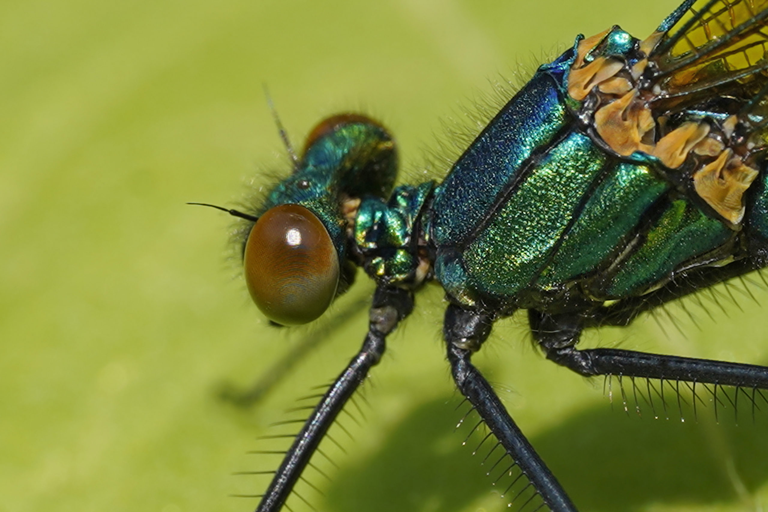 Les yeux des odonates - le jardin des oiseaux