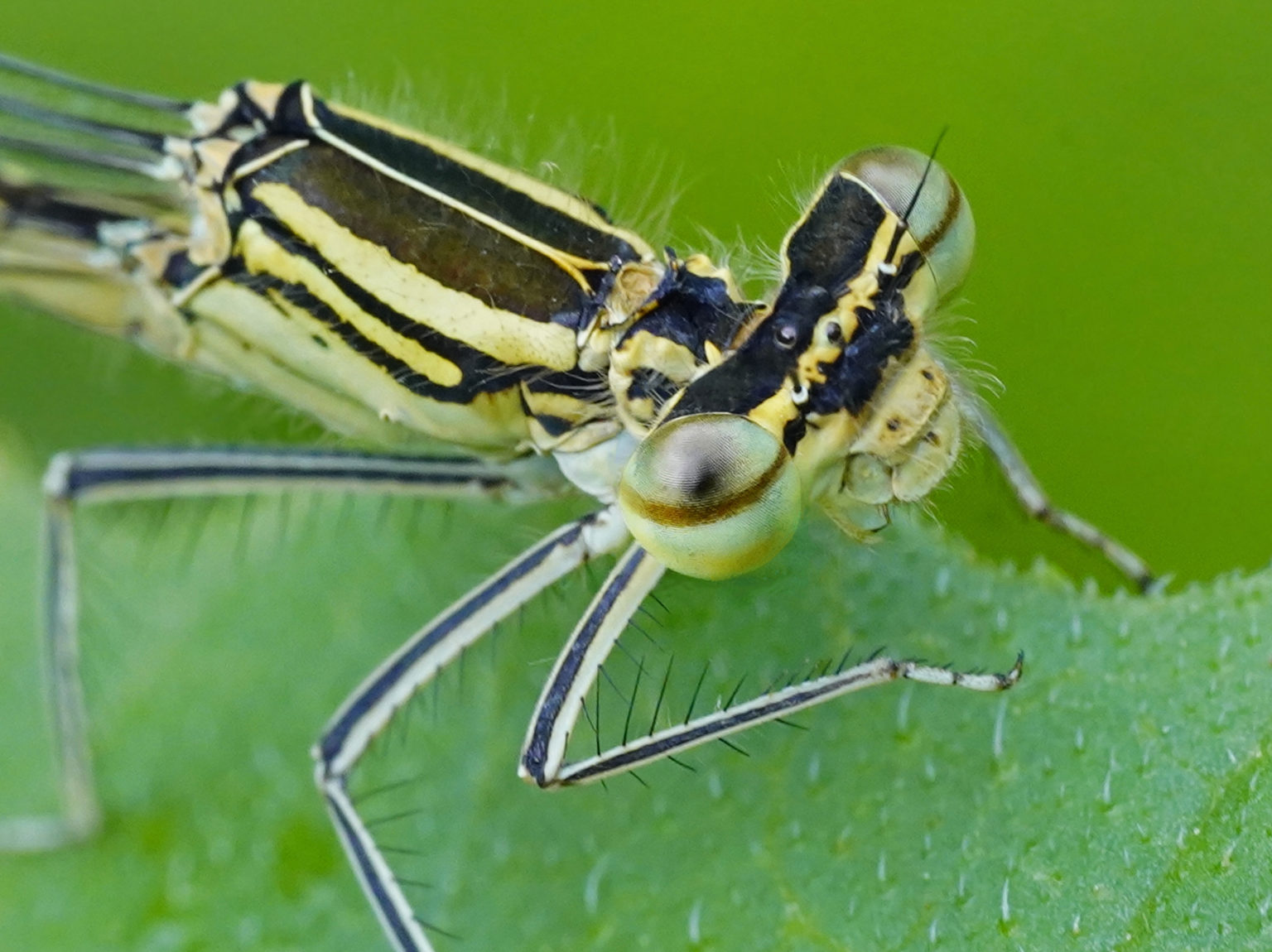Les yeux des odonates - le jardin des oiseaux