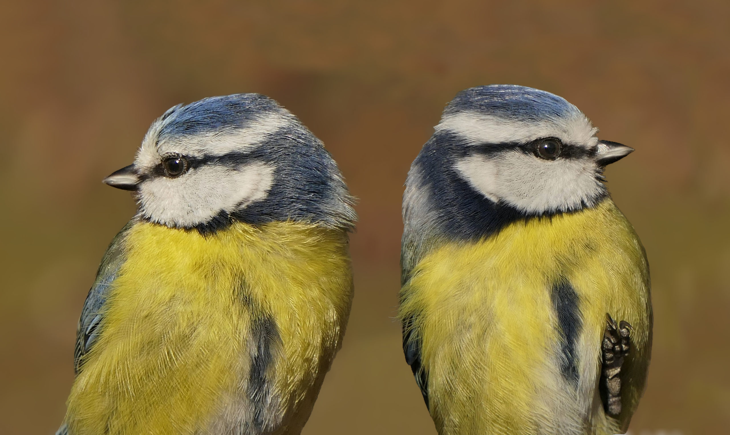 Mésange bleue (Cyanistes Caeruleus ) - le jardin des oiseaux