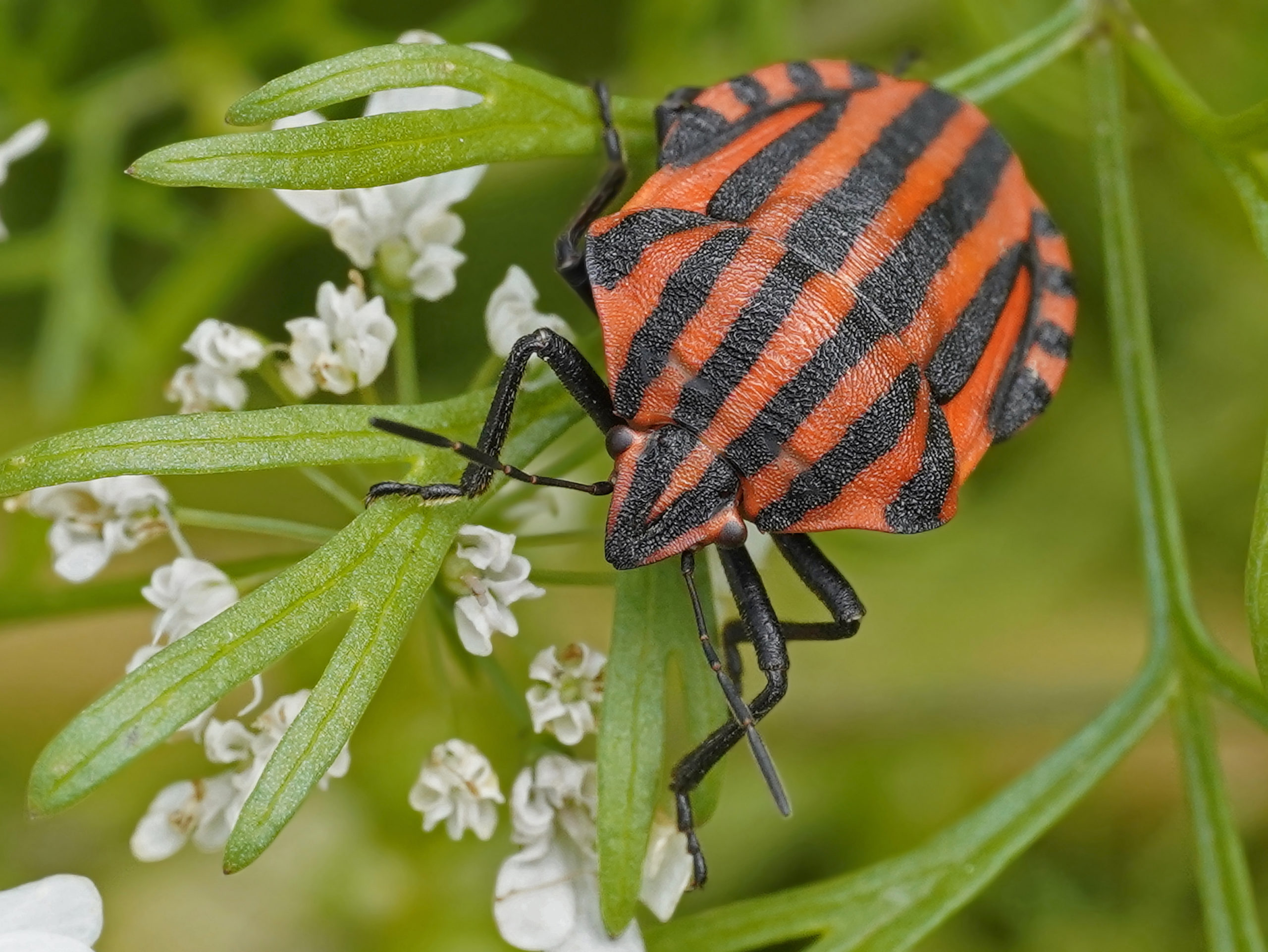 Graphosome d’Italie (graphosoma italicum) - le jardin des oiseaux