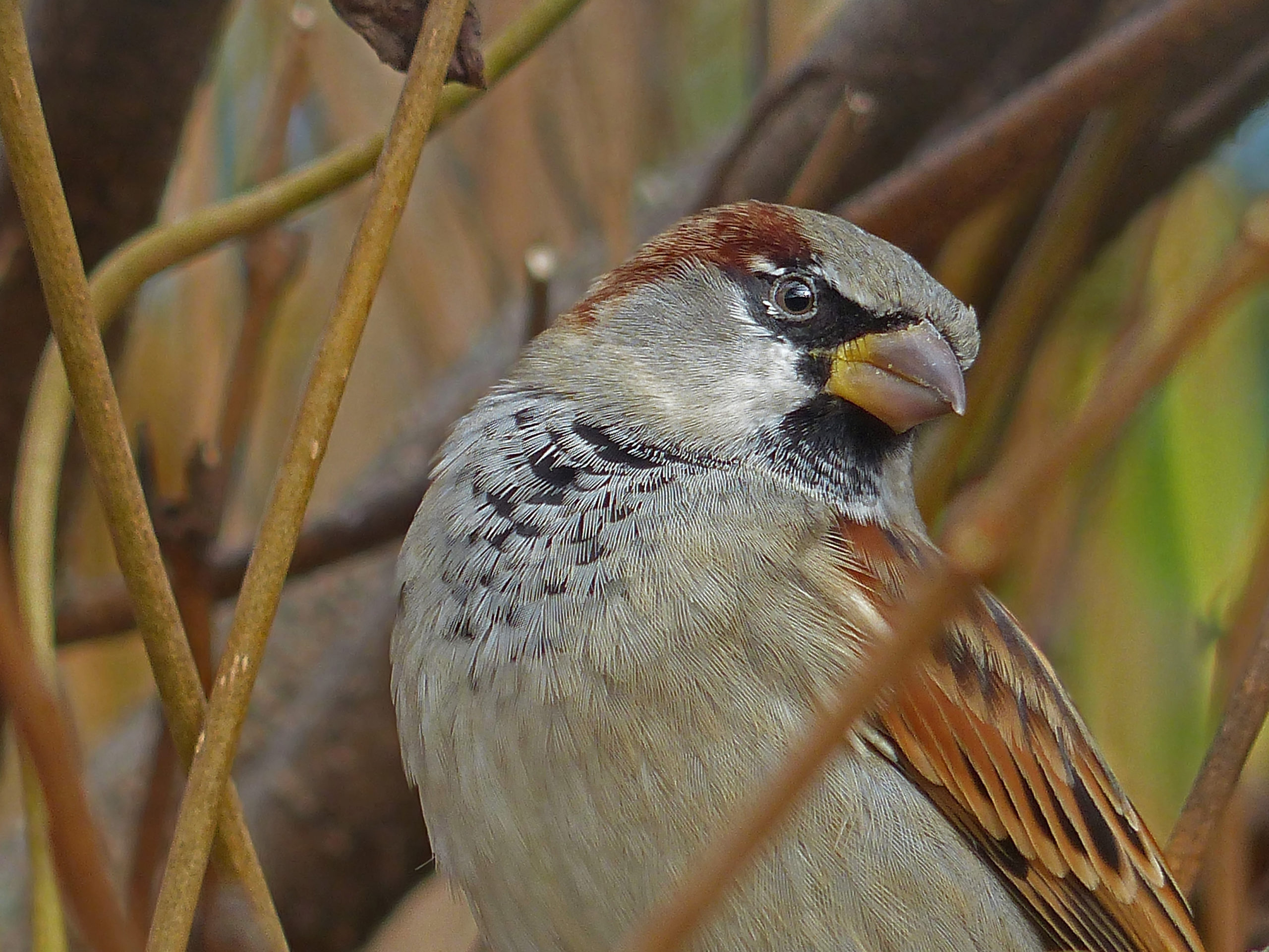 Moineaux domestique (passer domesticus) - le jardin des oiseaux