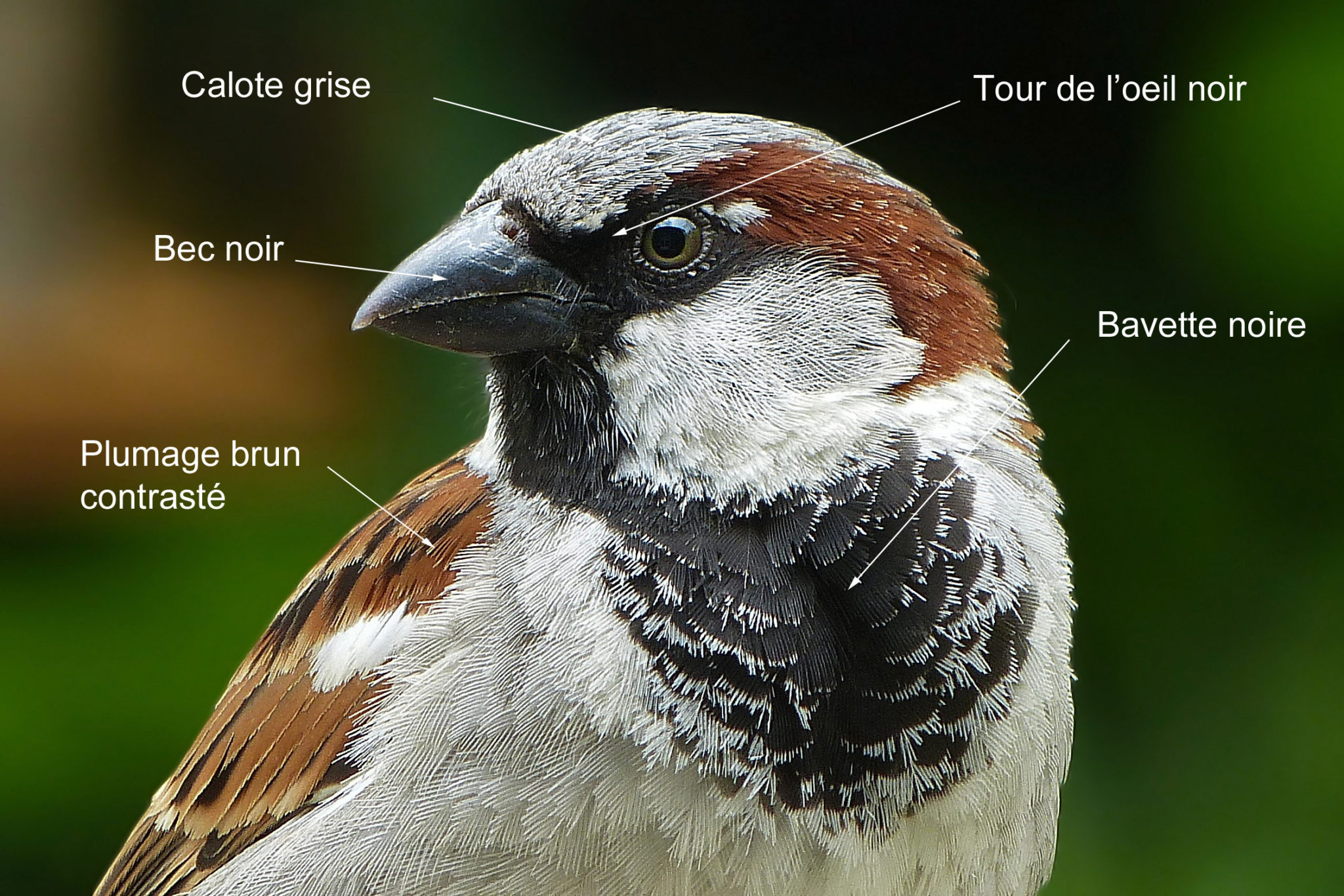 Moineaux domestique (passer domesticus) - le jardin des oiseaux