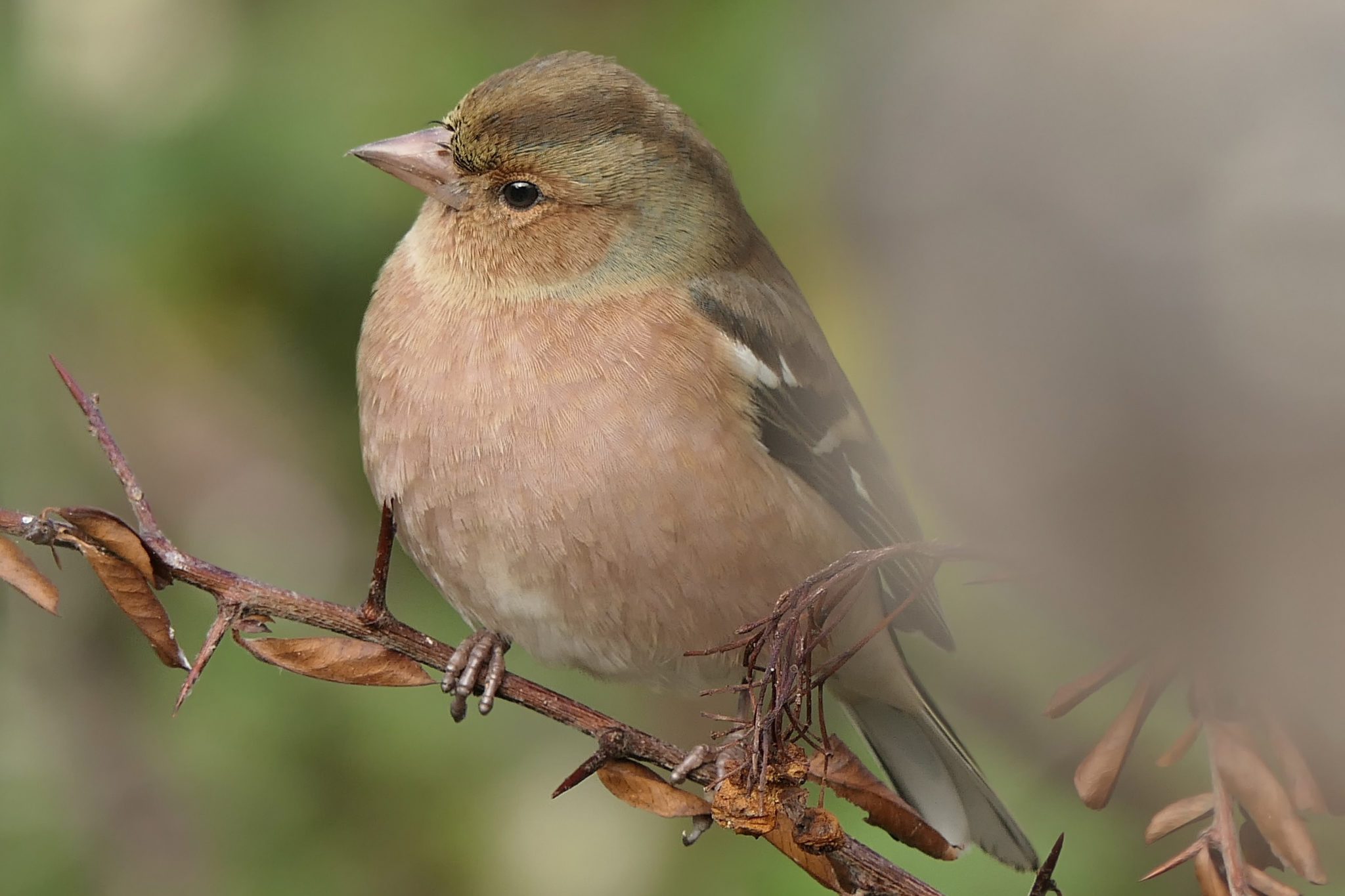 Pinson des arbres (Fringilla Coelebs- common chaffinch) - le jardin des ...