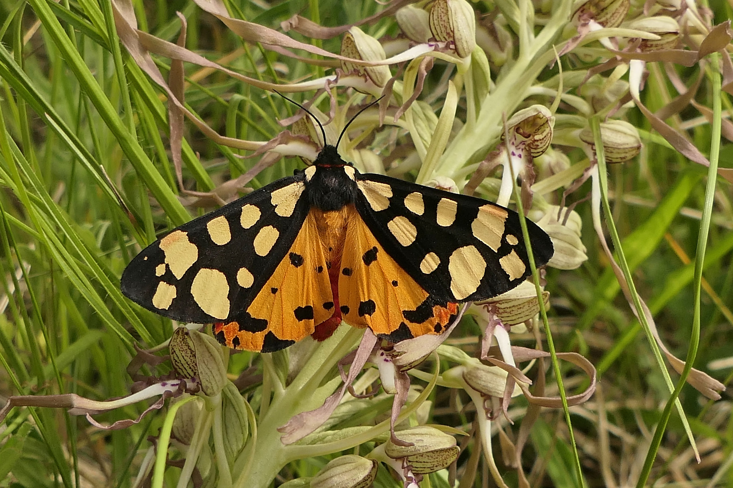 Arctia villica (Ecaille fermière ou écaille villageoise) - le jardin ...