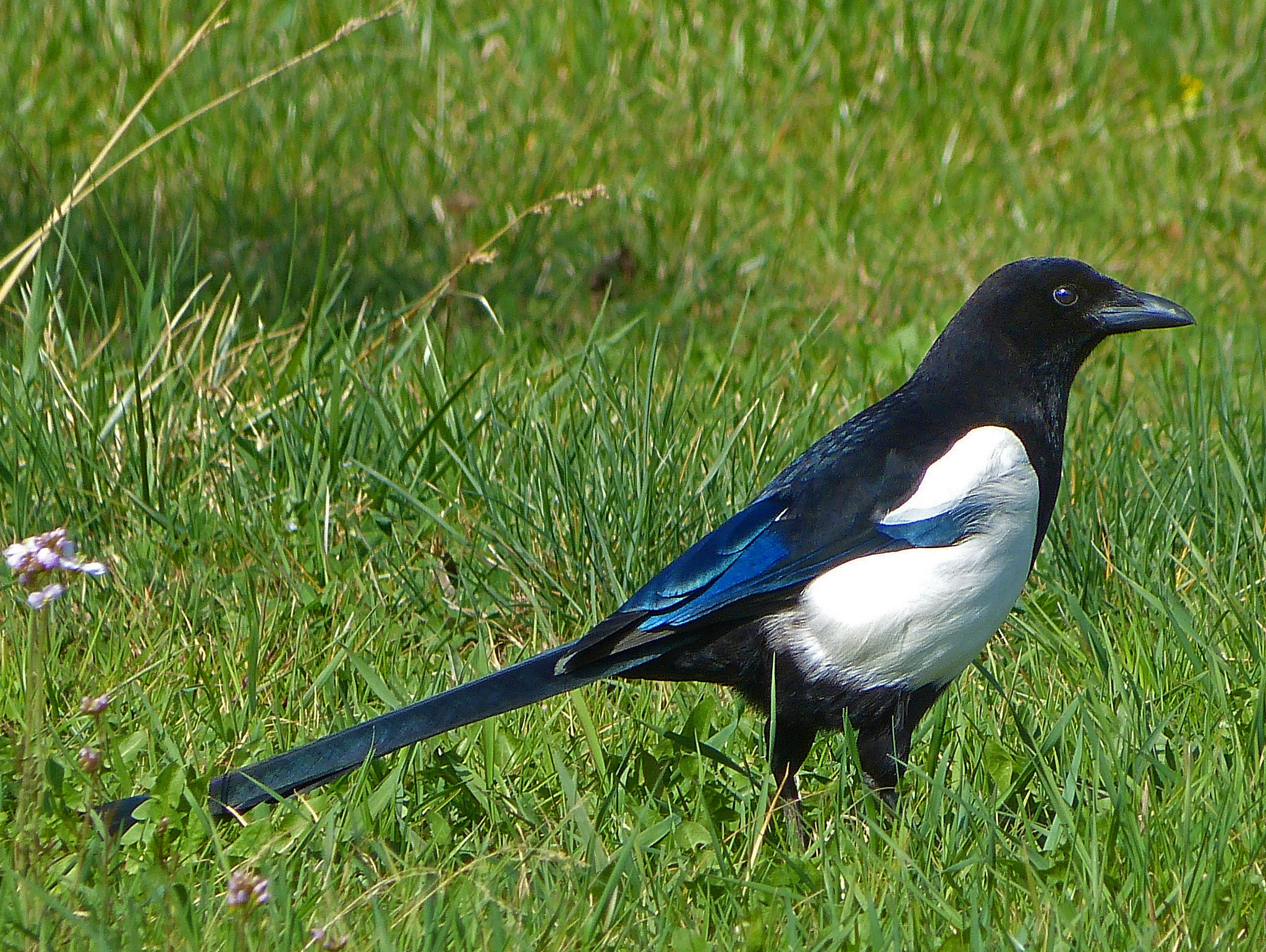 Pie bavarde (Pica pica) - le jardin des oiseaux