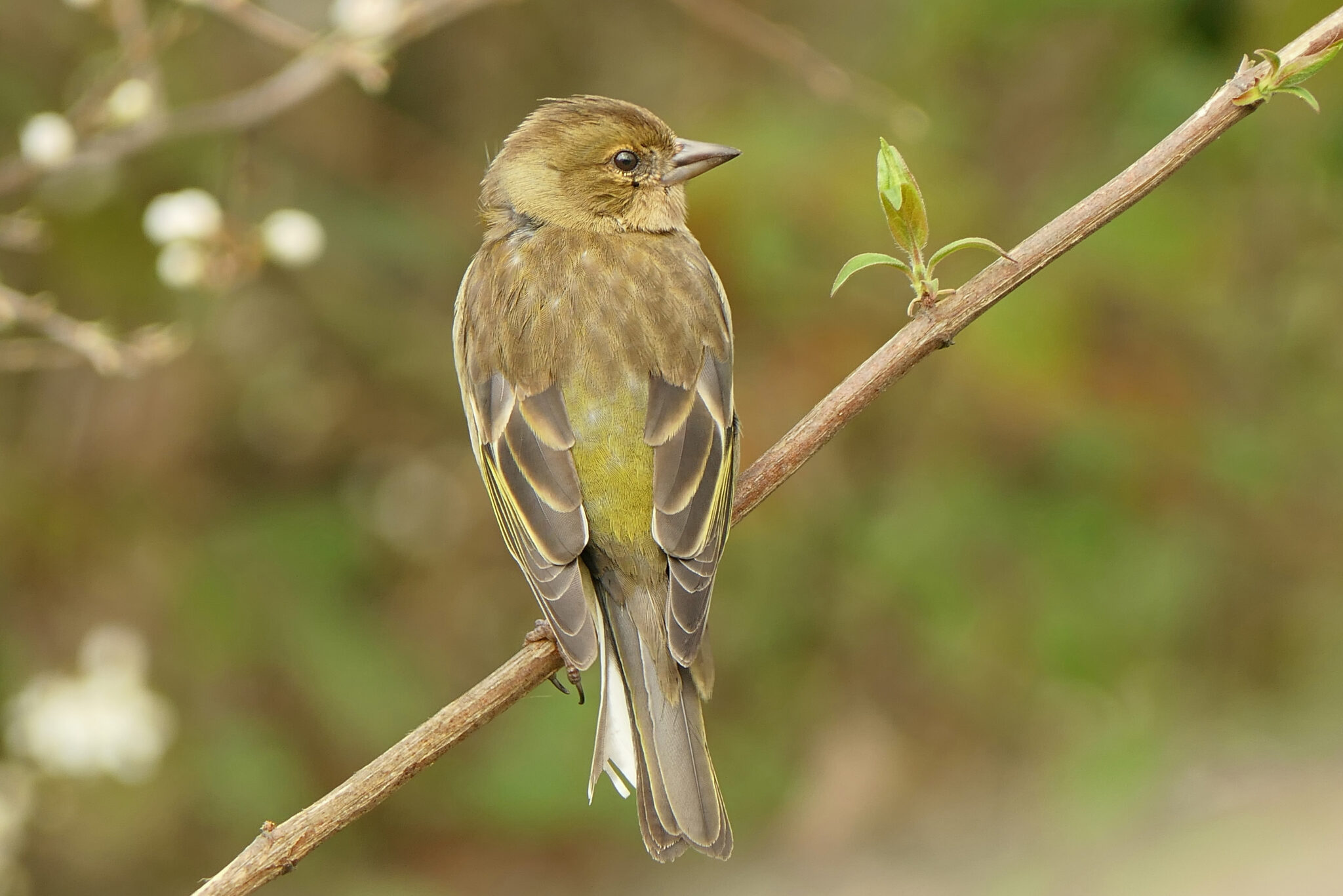 Pinson des arbres (Fringilla Coelebs- common chaffinch) - le jardin des ...