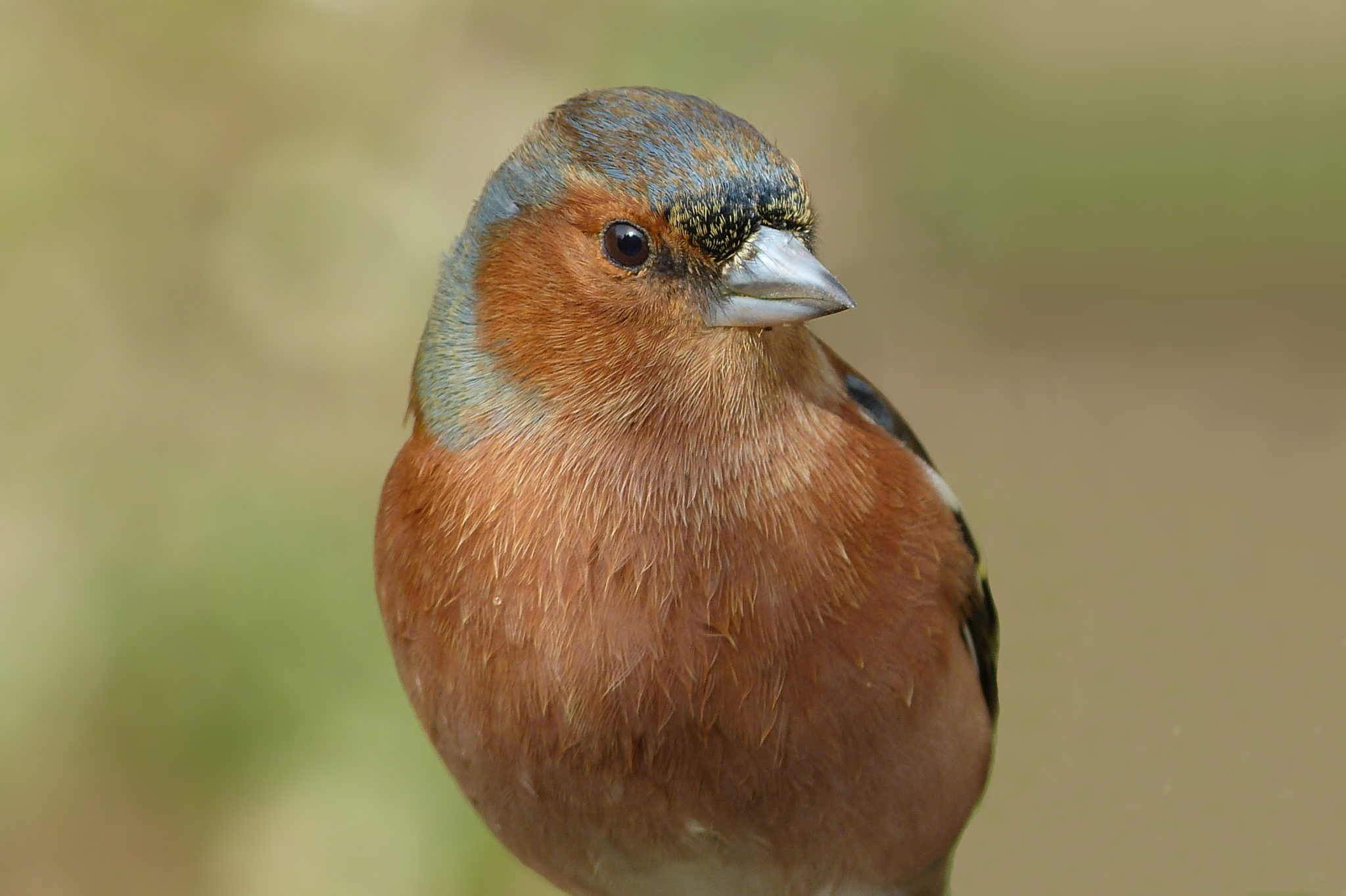 Pinson des arbres (Fringilla Coelebs- common chaffinch) - le jardin des ...