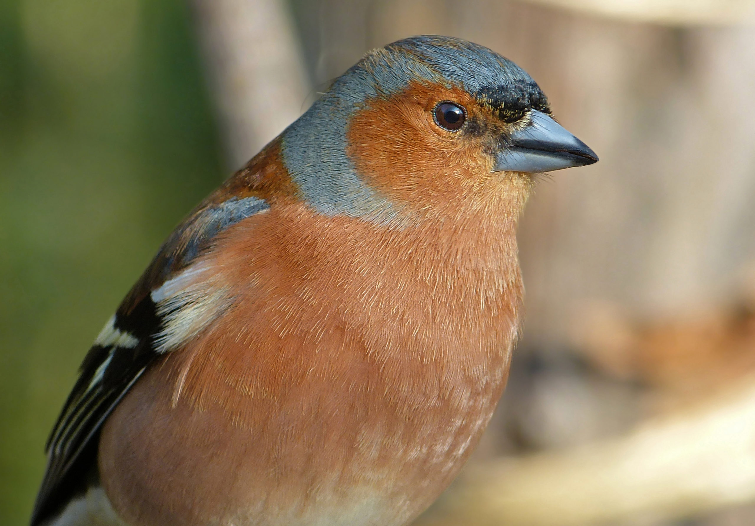 Pinson des arbres (Fringilla Coelebs- common chaffinch) - le jardin des ...