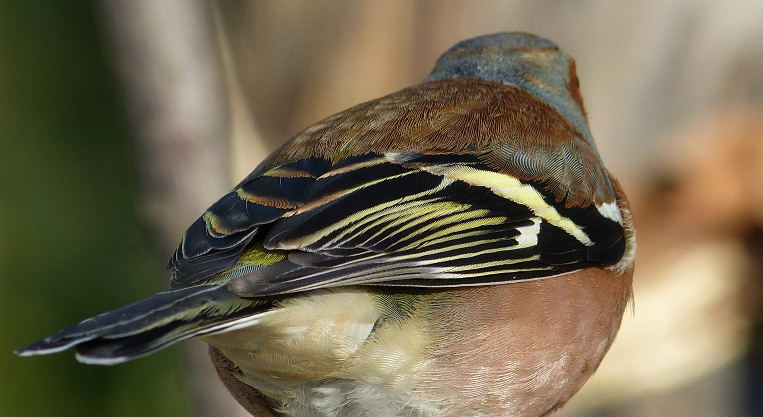 Pinson des arbres (Fringilla Coelebs- common chaffinch) - le jardin des ...