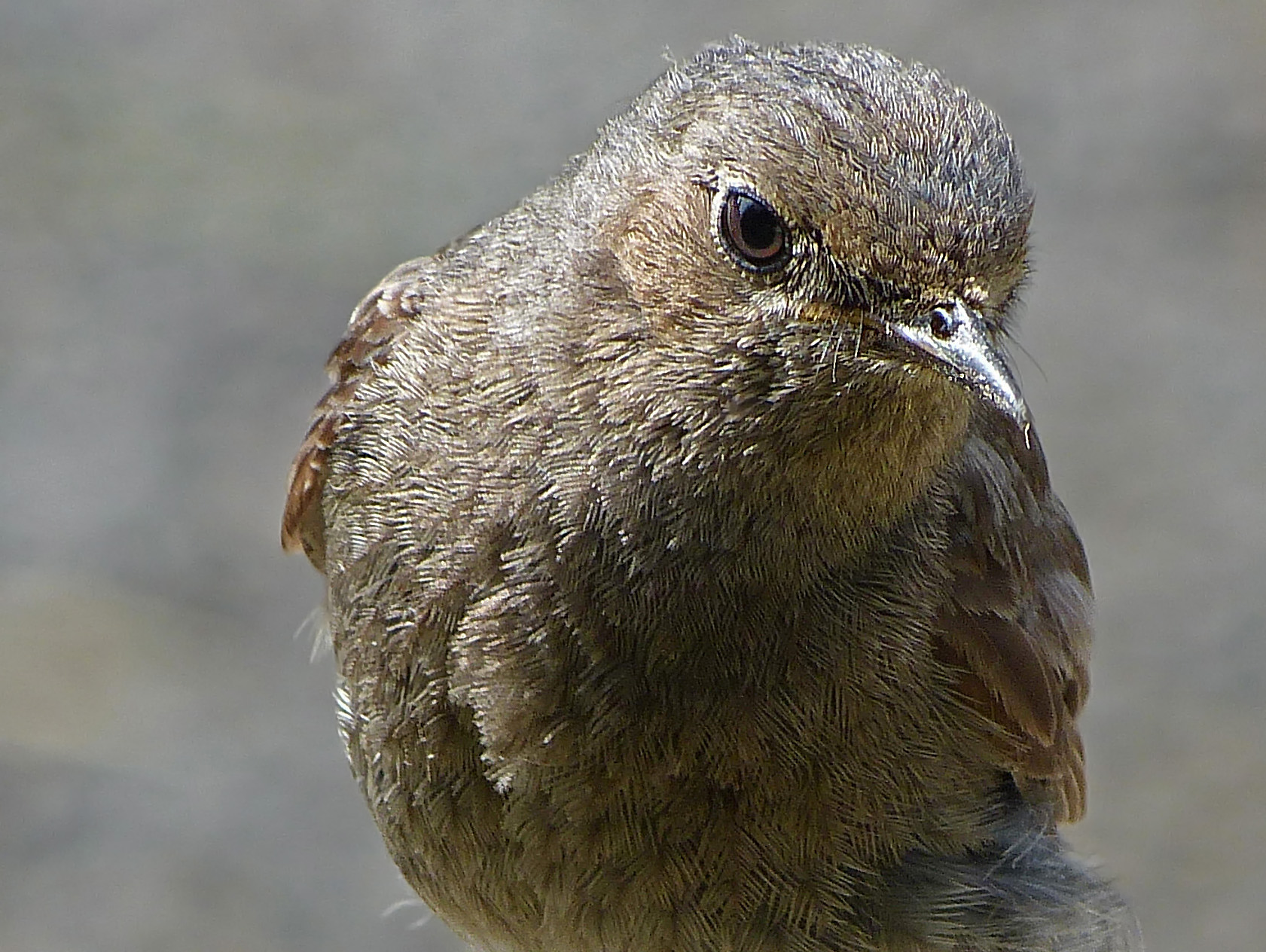 Rouge-queue noir (Phoenicurus ochruros) - le jardin des oiseaux