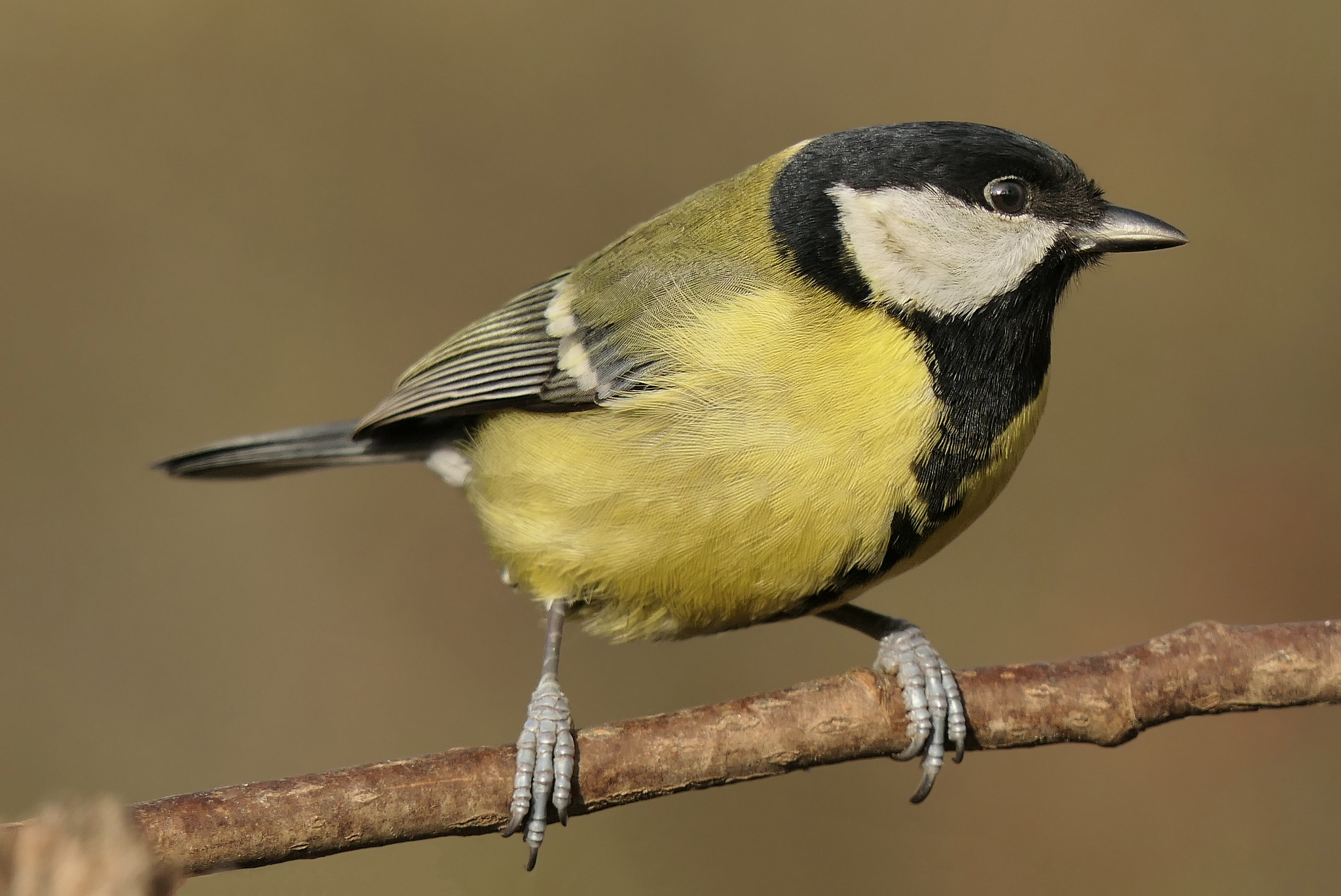 Mésange charbonnière-Parus major -Great Tit - le jardin des oiseaux