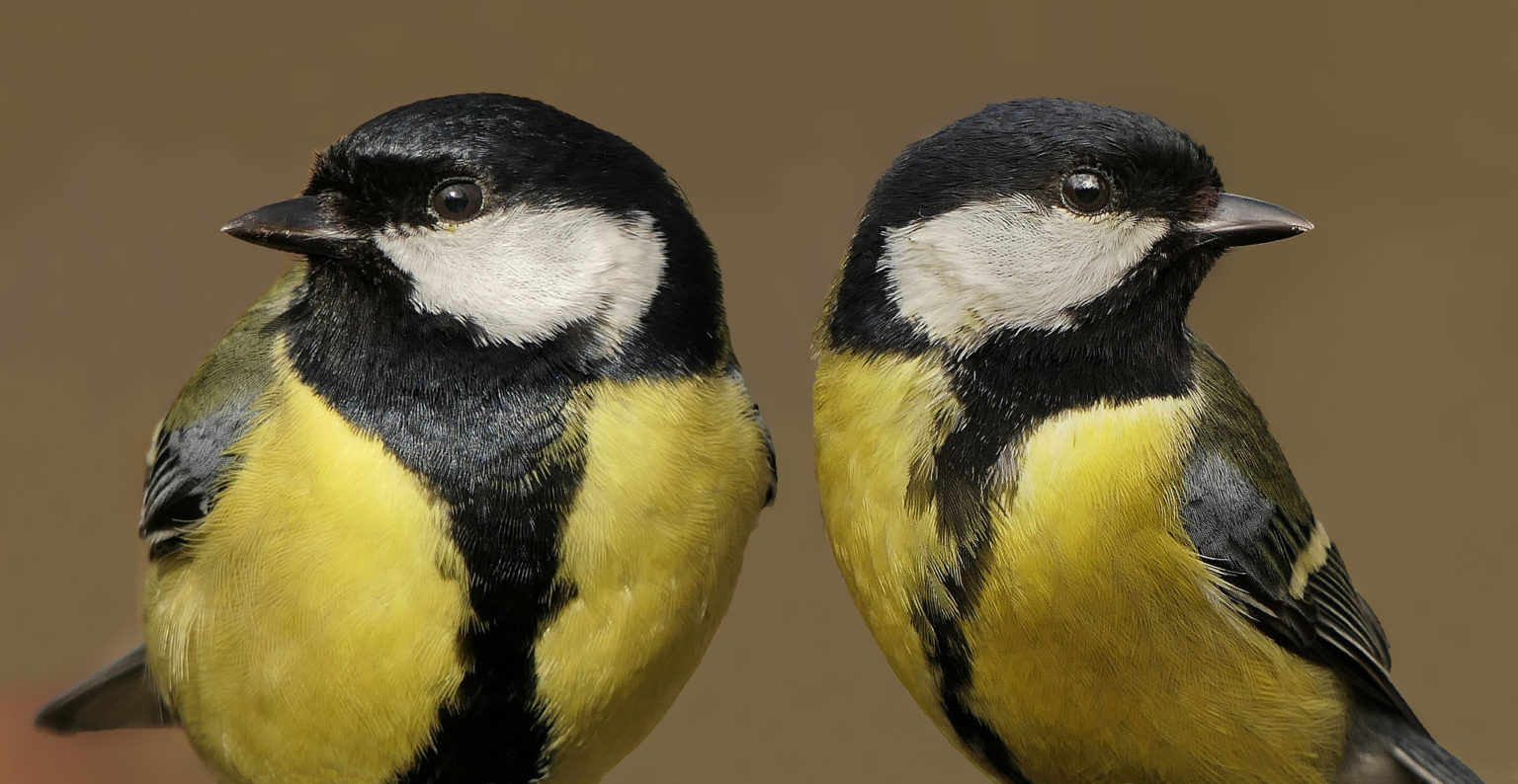 Mésange charbonnière-Parus major -Great Tit - le jardin des oiseaux