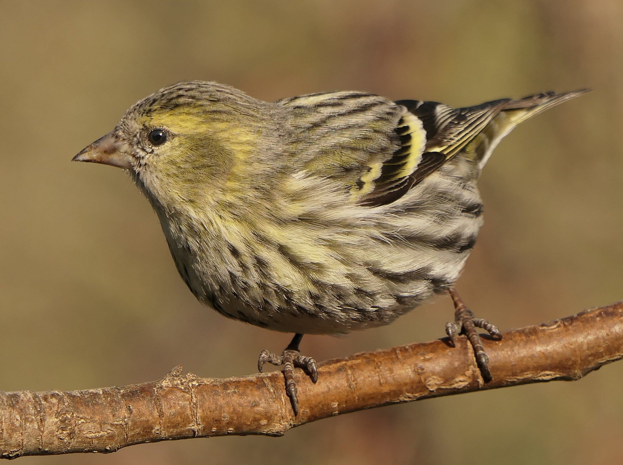 Tarin des aulnes (Spinus-Spinus/Eurasian Siskin) - le jardin des oiseaux