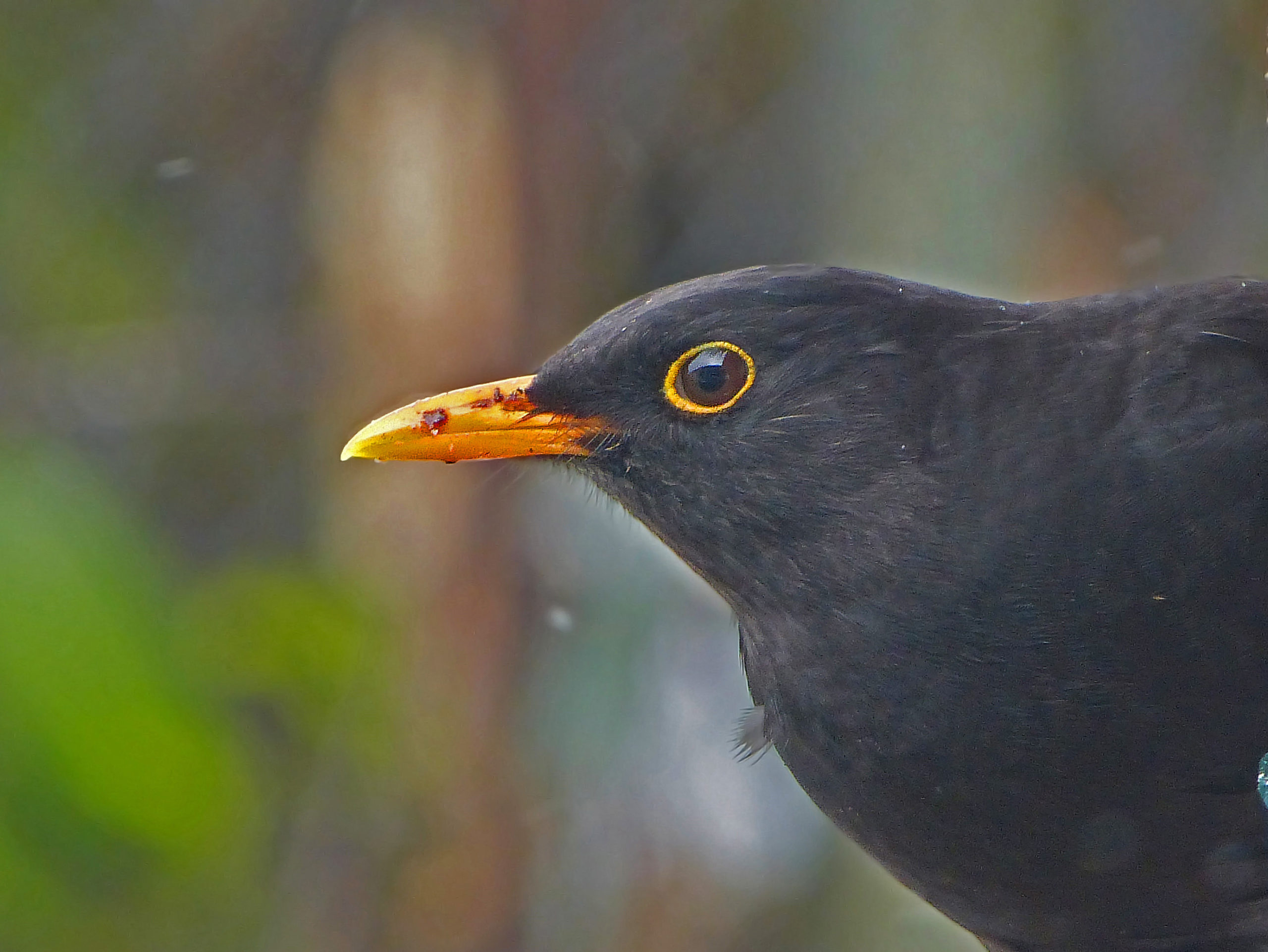 Étymologie du merle noir (turdus merula) - le jardin des oiseaux