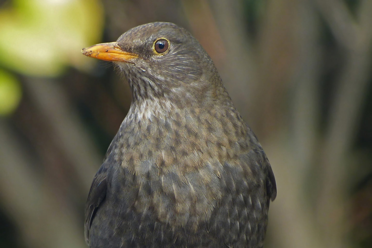 Merle noir (Turdus merula) - le jardin des oiseaux