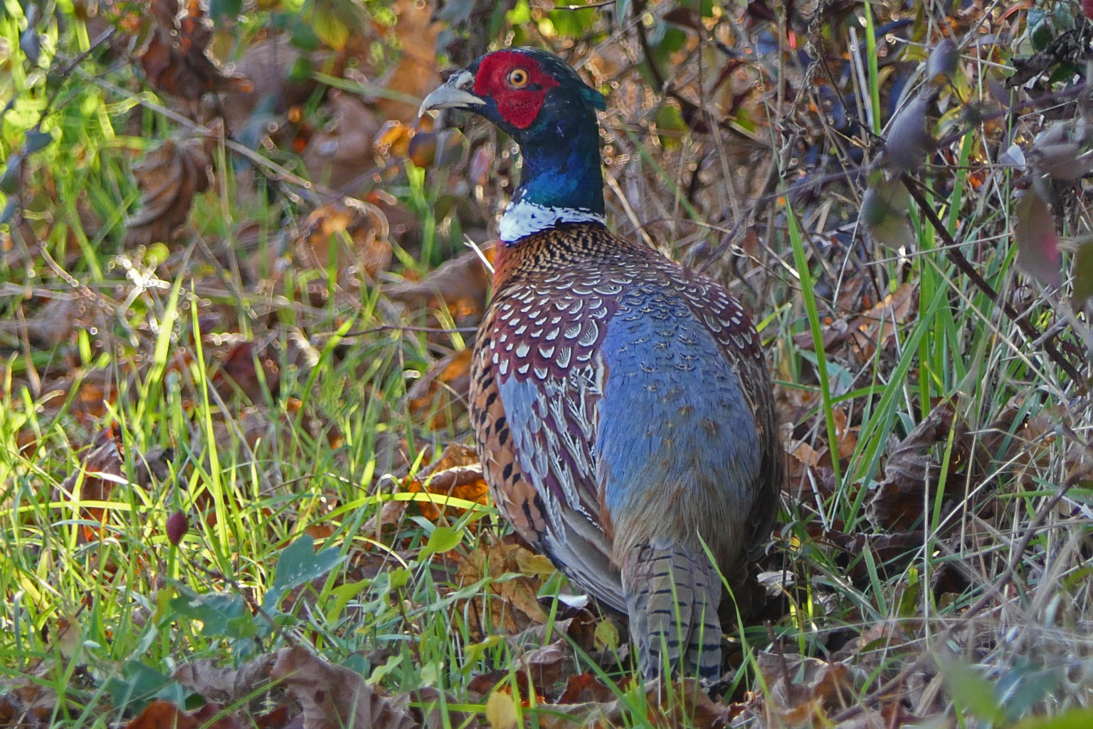 Faisan de Colchide (Phasianus colchicus - Common Pheasant) - le jardin ...