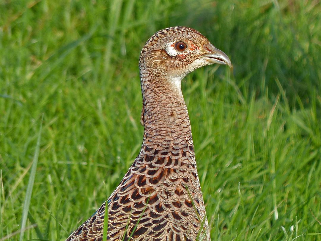 Faisan de Colchide (Phasianus colchicus - Common Pheasant) - le jardin ...
