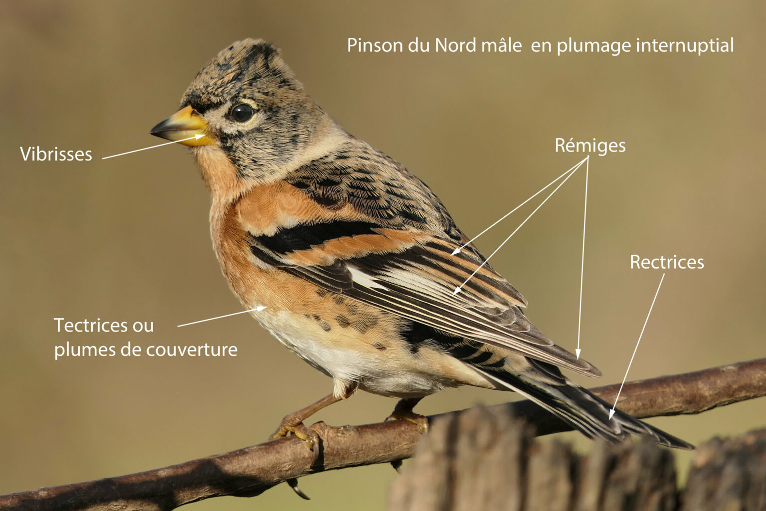 Les Plumes des oiseaux et la mue - le jardin des oiseaux