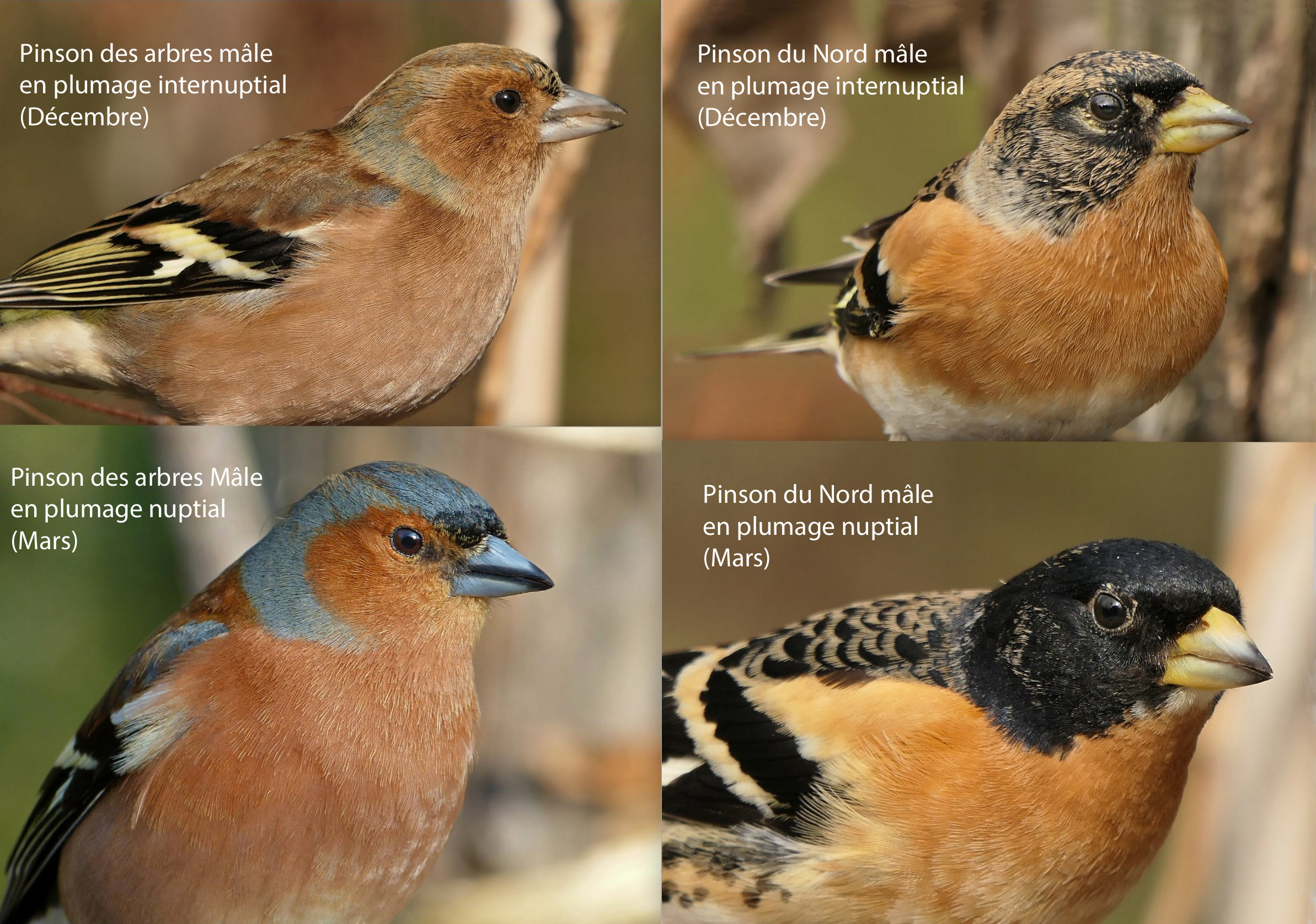 Plumage nuptial ou plumage internuptial - le jardin des oiseaux