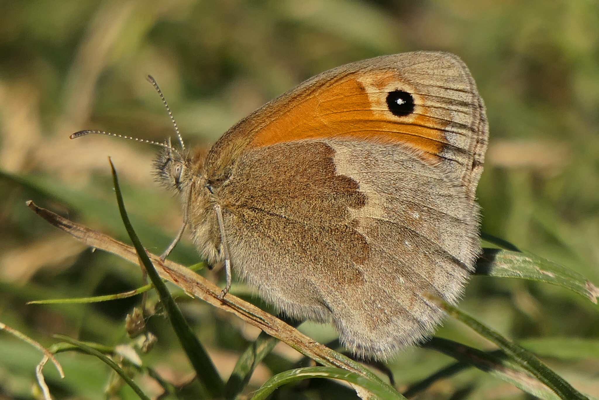 Procris ou fadet commun (Coenonympha pamphilus) - le jardin des oiseaux