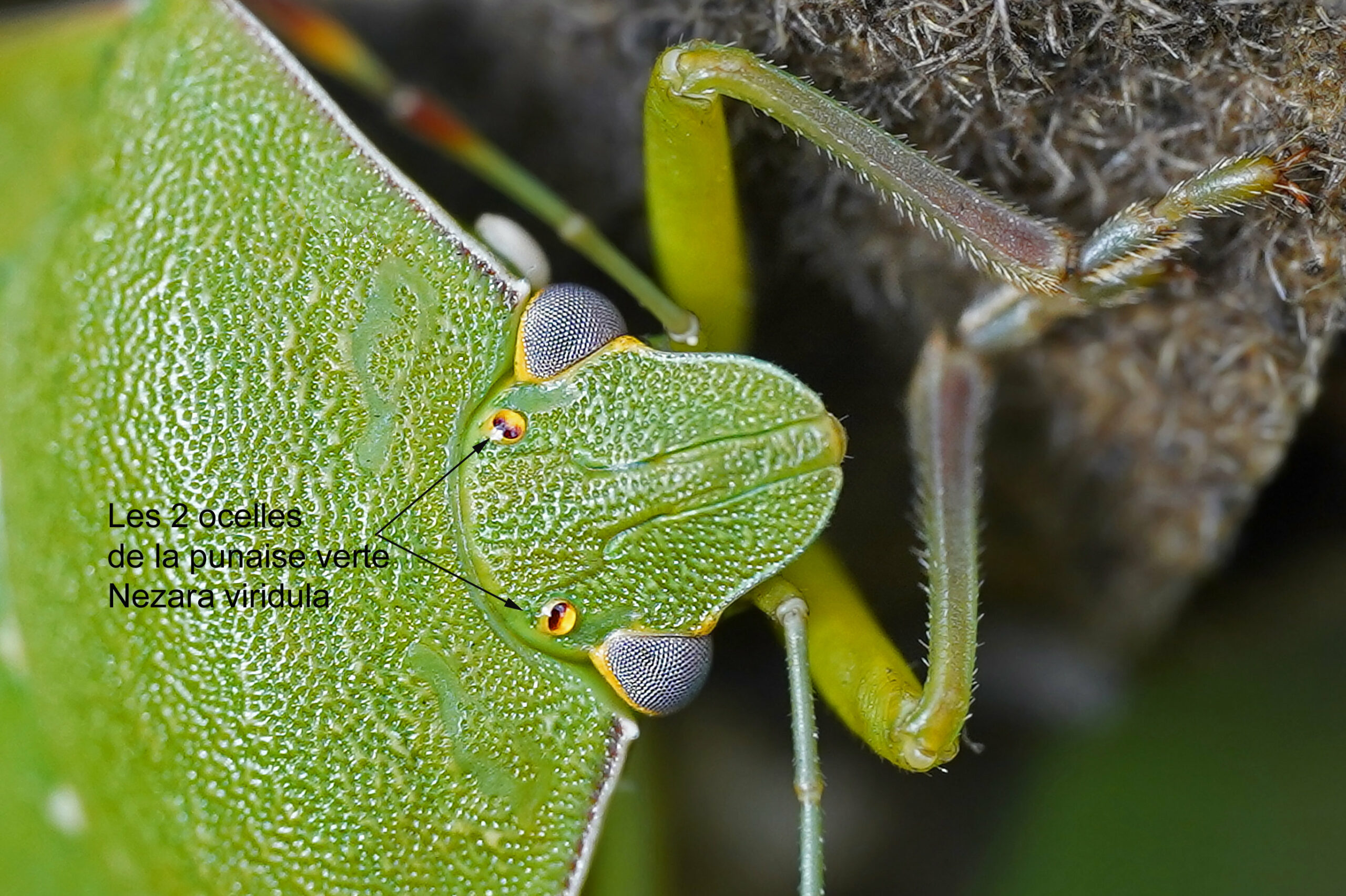 Ocelles (Nezara Viridula) - le jardin des oiseaux