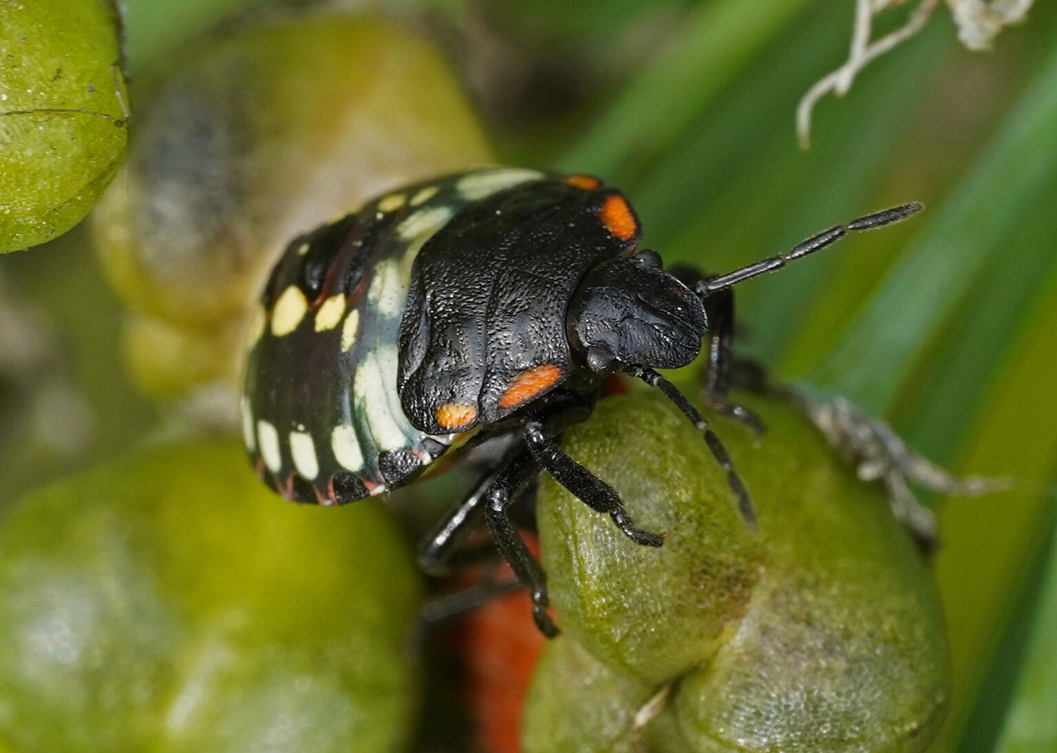 Punaise verte Ponctuée (Nezara Viridula) - le jardin des oiseaux