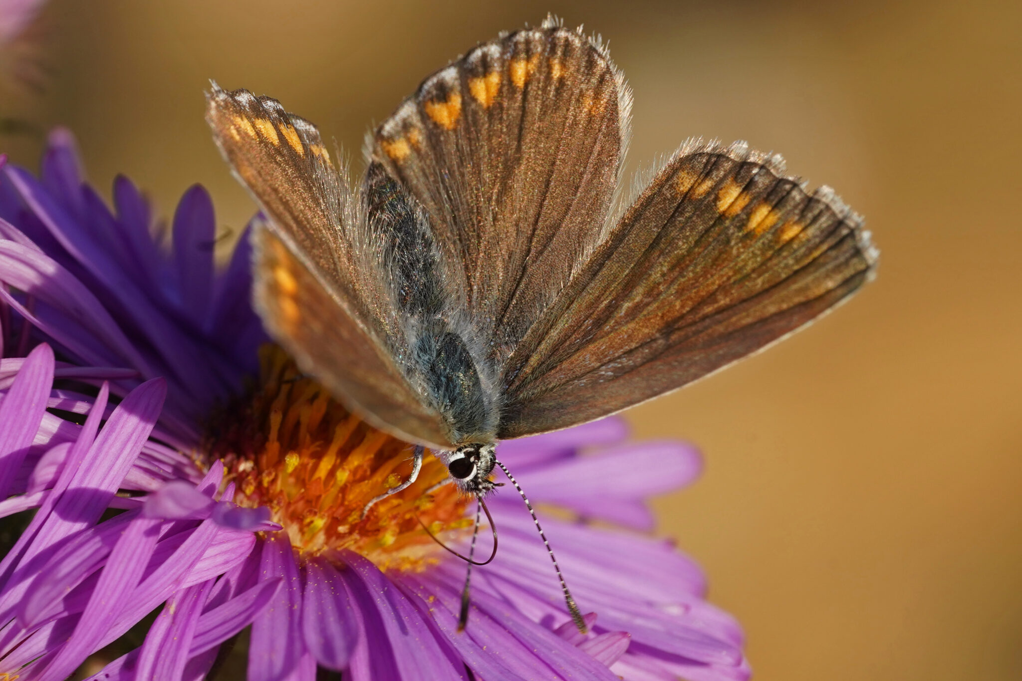 Argus bleu (Polyommatus icarus) - le jardin des oiseaux