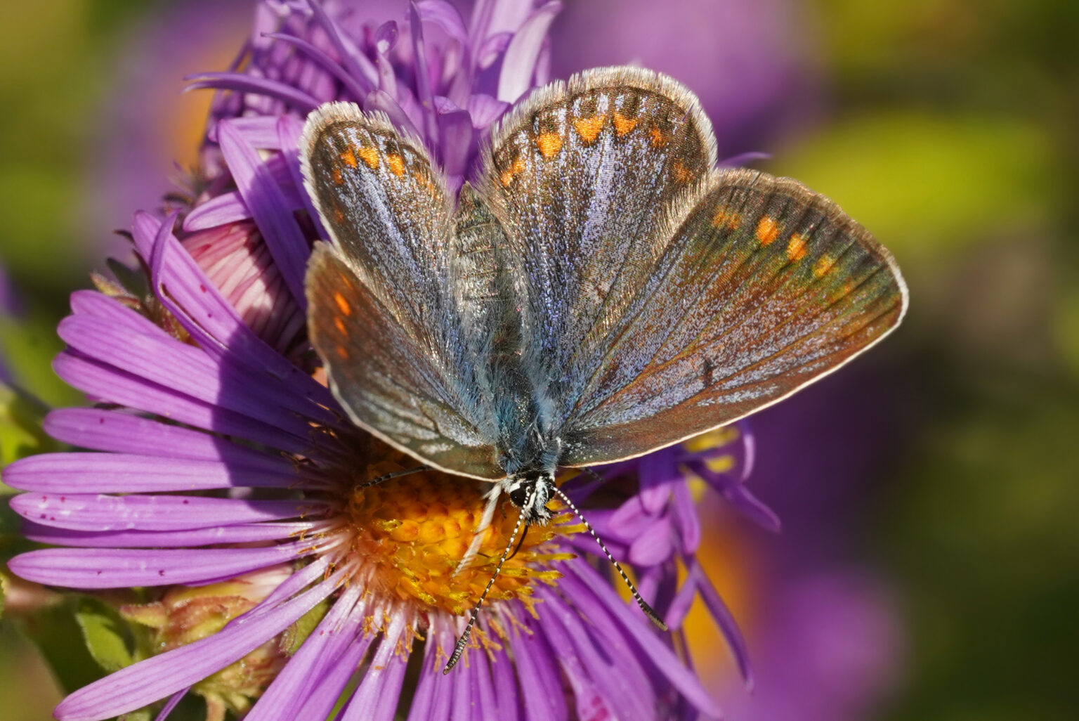 Argus bleu (Polyommatus icarus) - le jardin des oiseaux