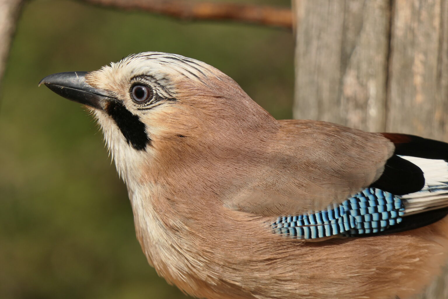 Geai des chênes (Garrulus glandarius ) - le jardin des oiseaux